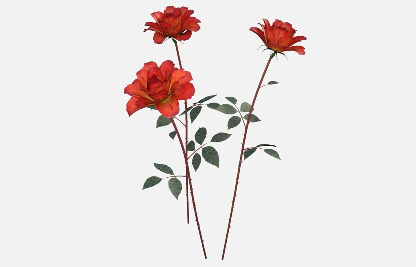 Three Roses (growing) - 3D Model by ershFX