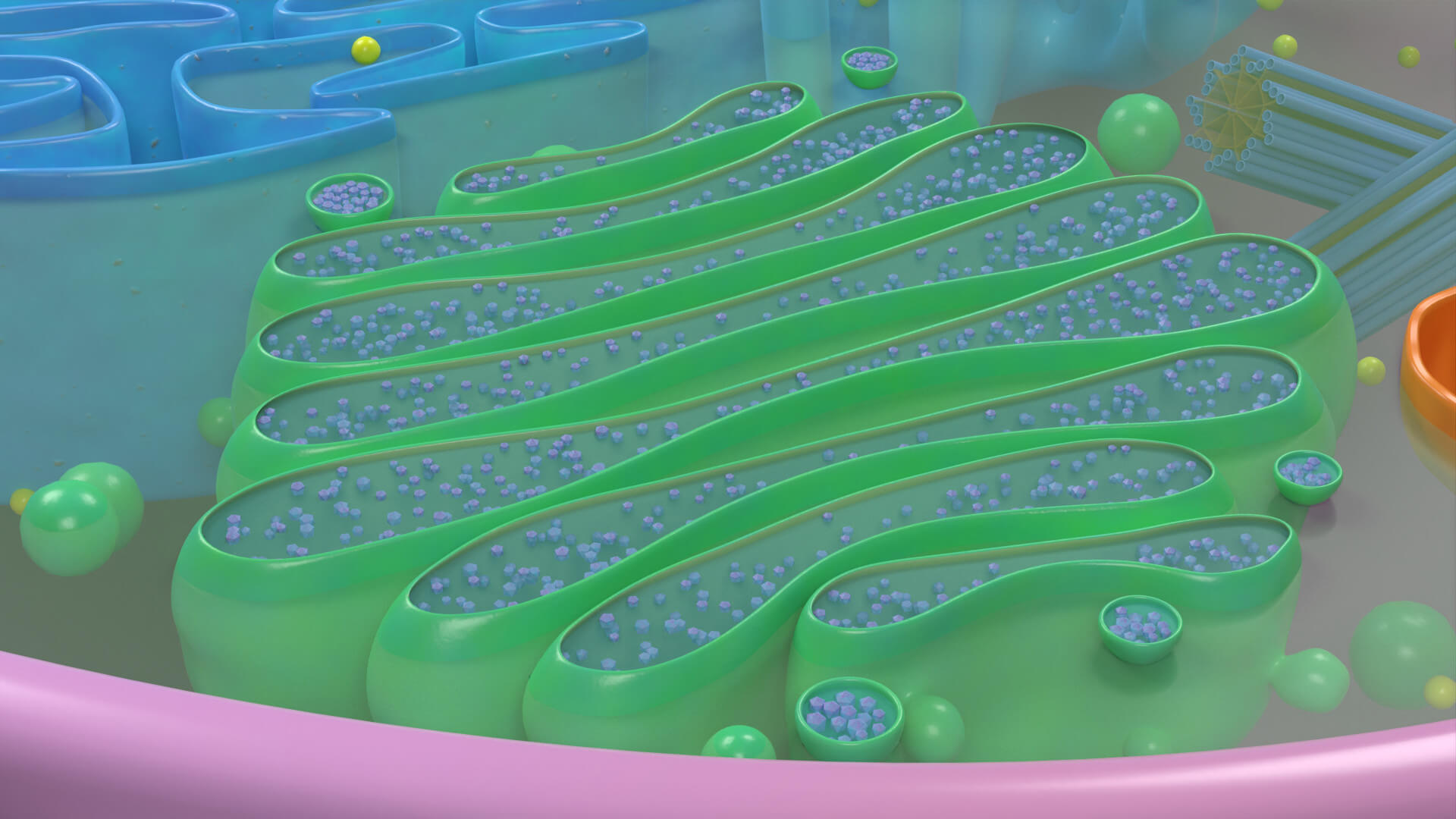 Animal Cell Structure - 3D Model by esfey