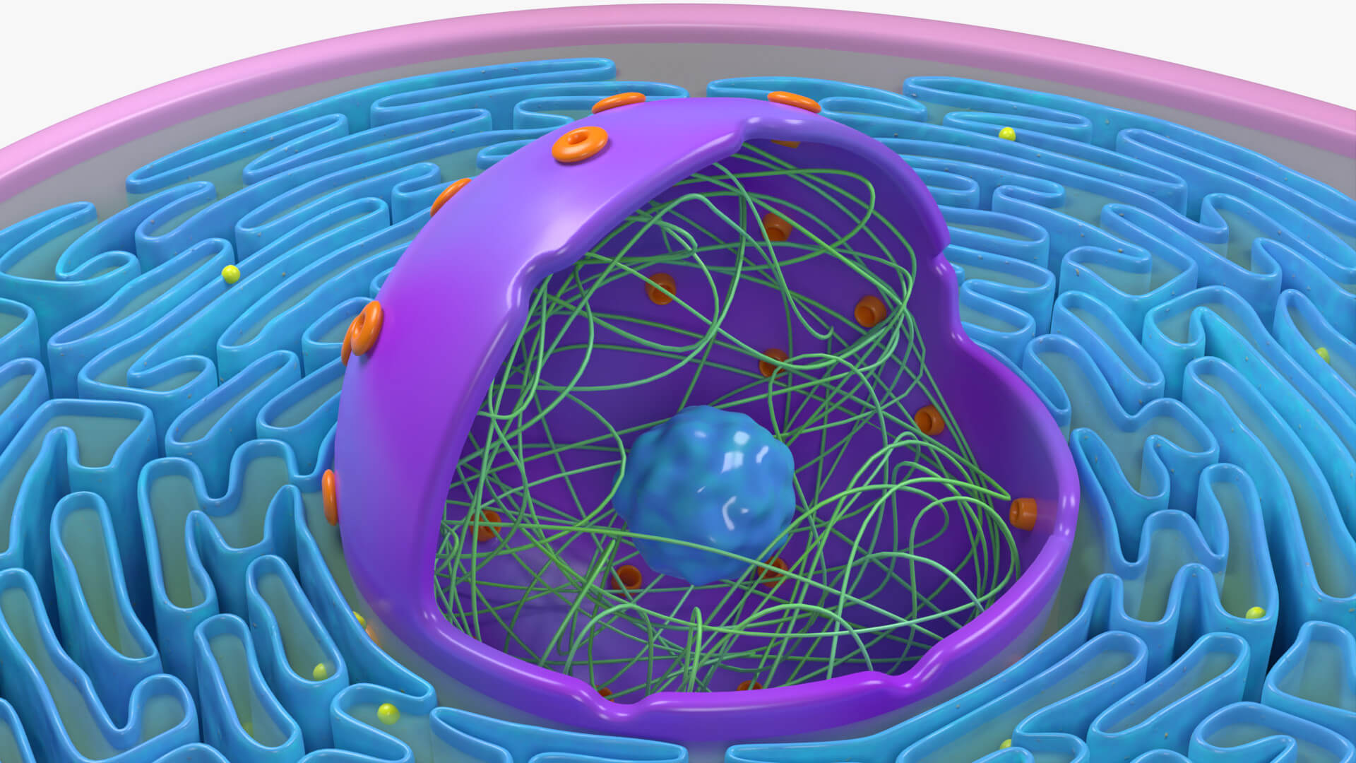 3d Eukaryotic Cell Structure