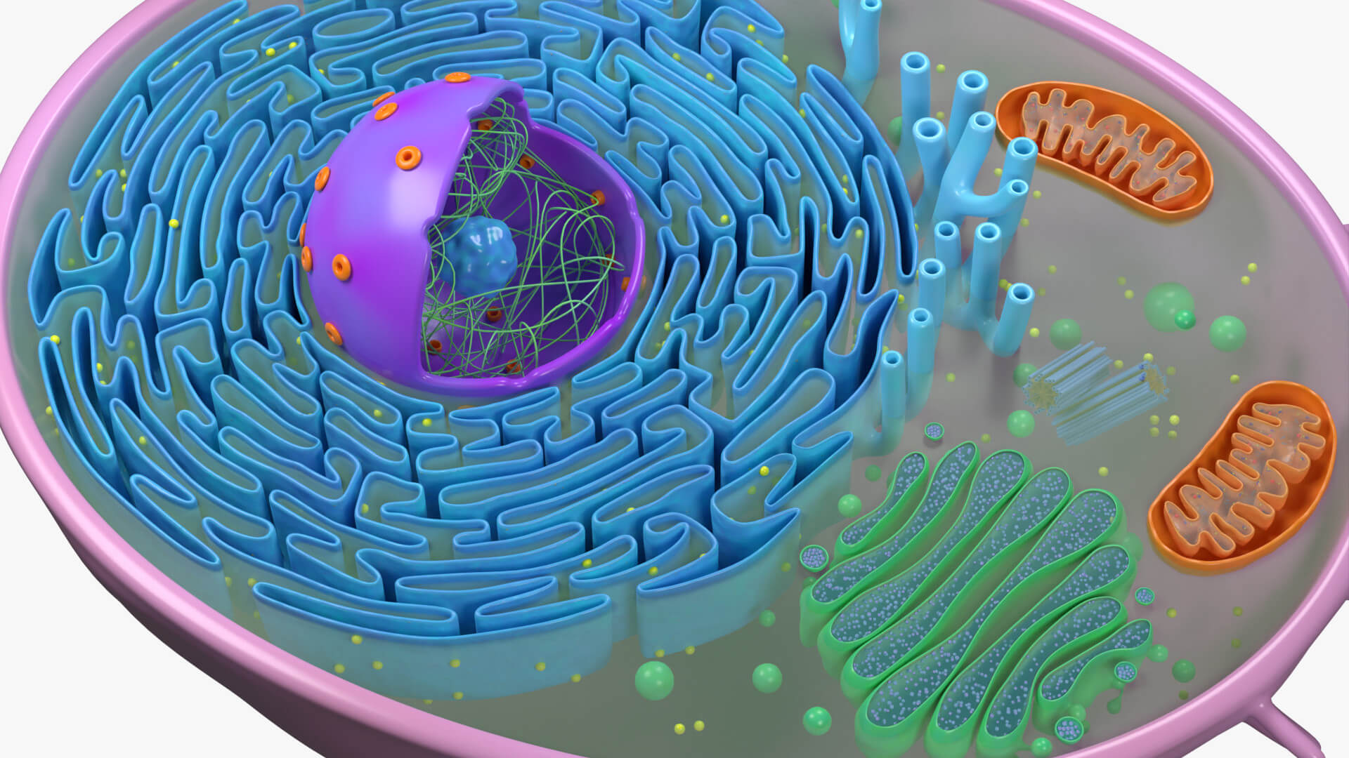 Animal Cell Structure - 3D Model by esfey