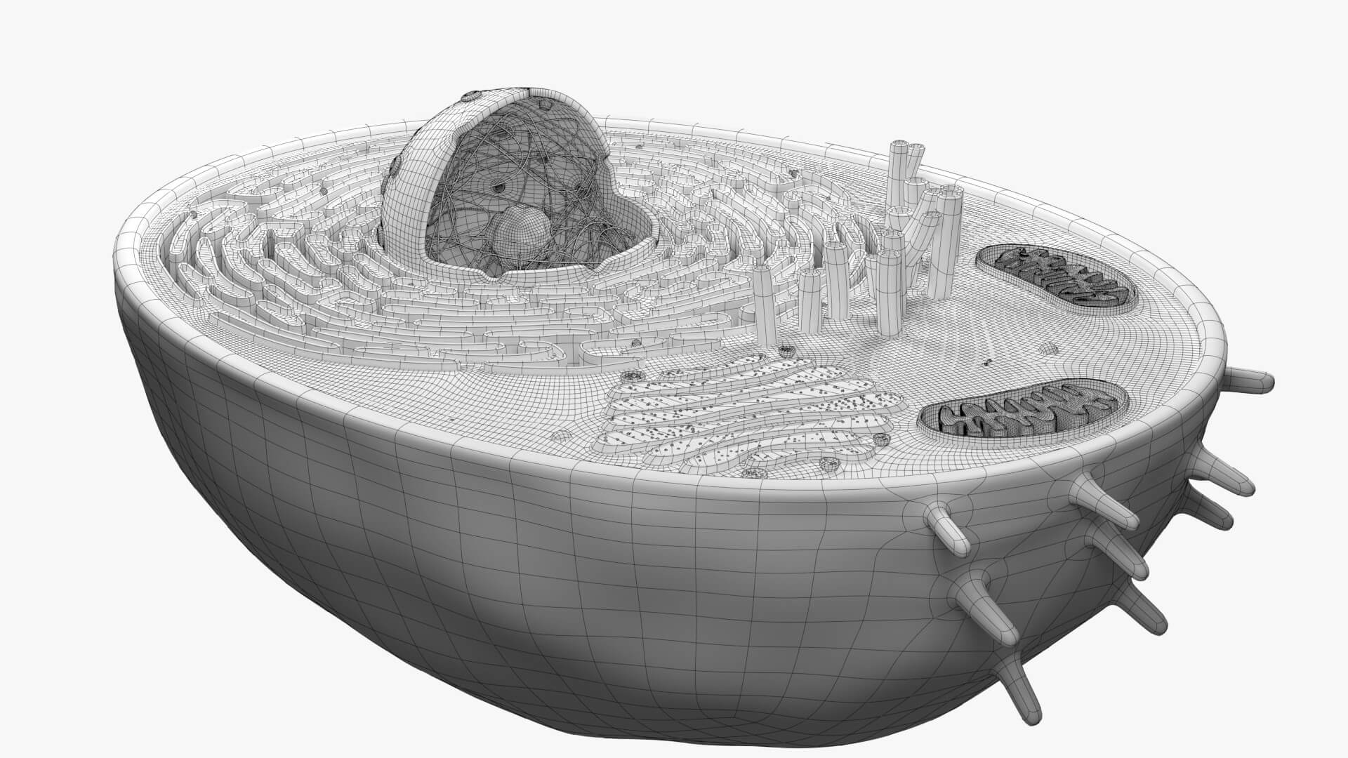Animal Cell Structure - 3D Model by esfey
