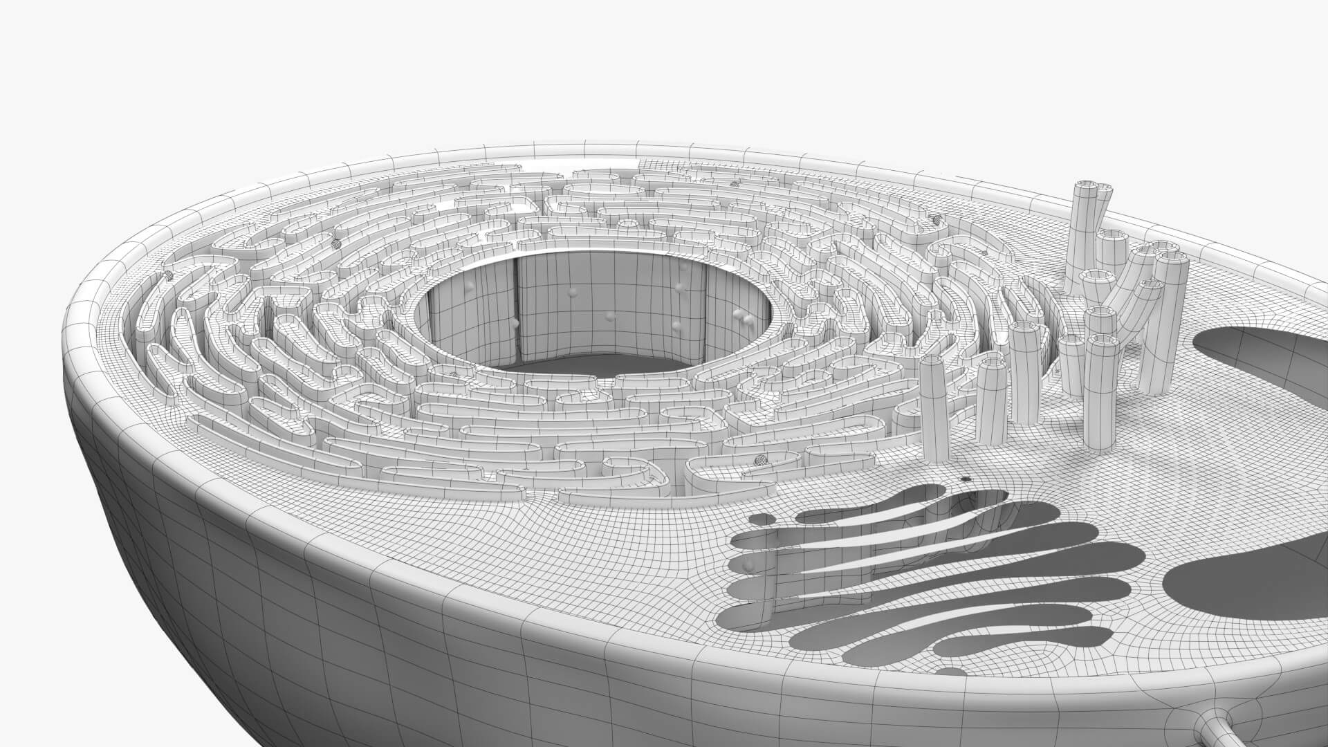 Animal Cell Structure - 3D Model by esfey