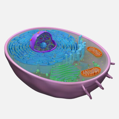 Animal Cell Structure - 3D Model by esfey