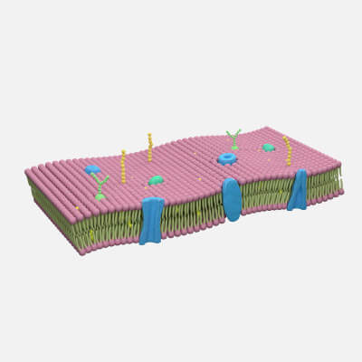 Cell Membrane Lipid Bilayer - 3D Model by esfey