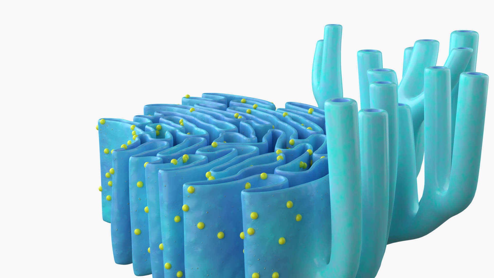 Endoplasmic Reticulum - 3D Model by esfey