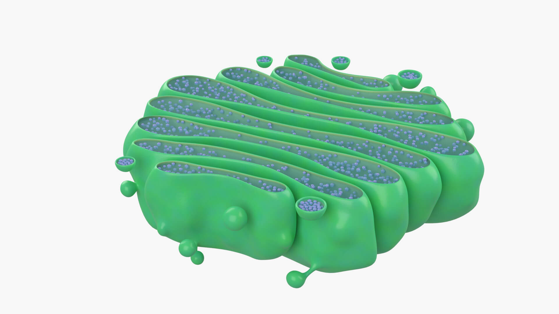 Golgi Body Model