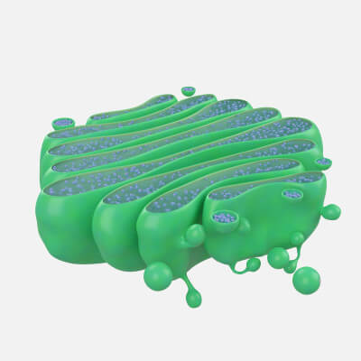 Golgi Apparatus - 3D Model by esfey