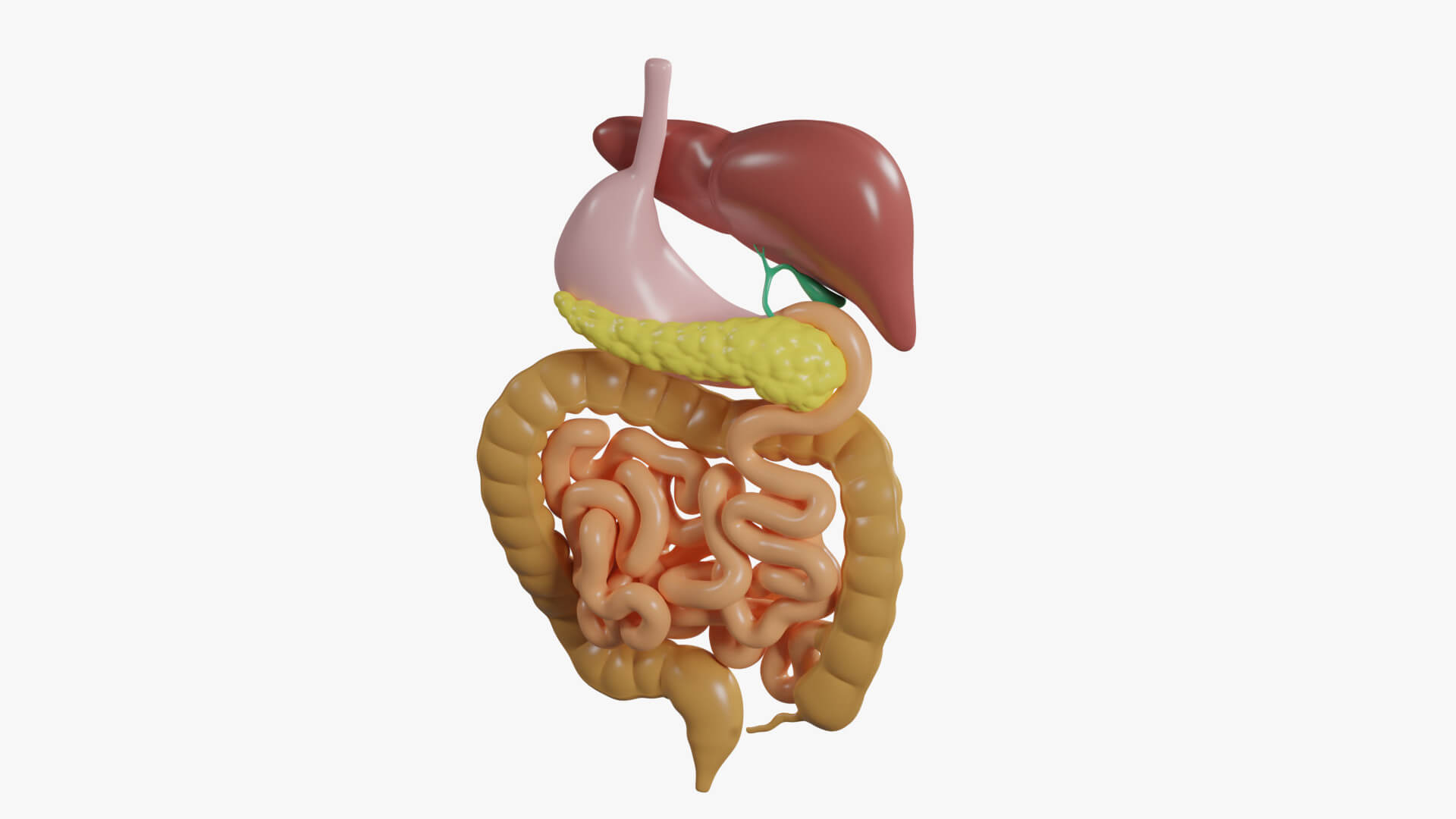 Human Digestive System Cartoon Color - 3D Model by esfey