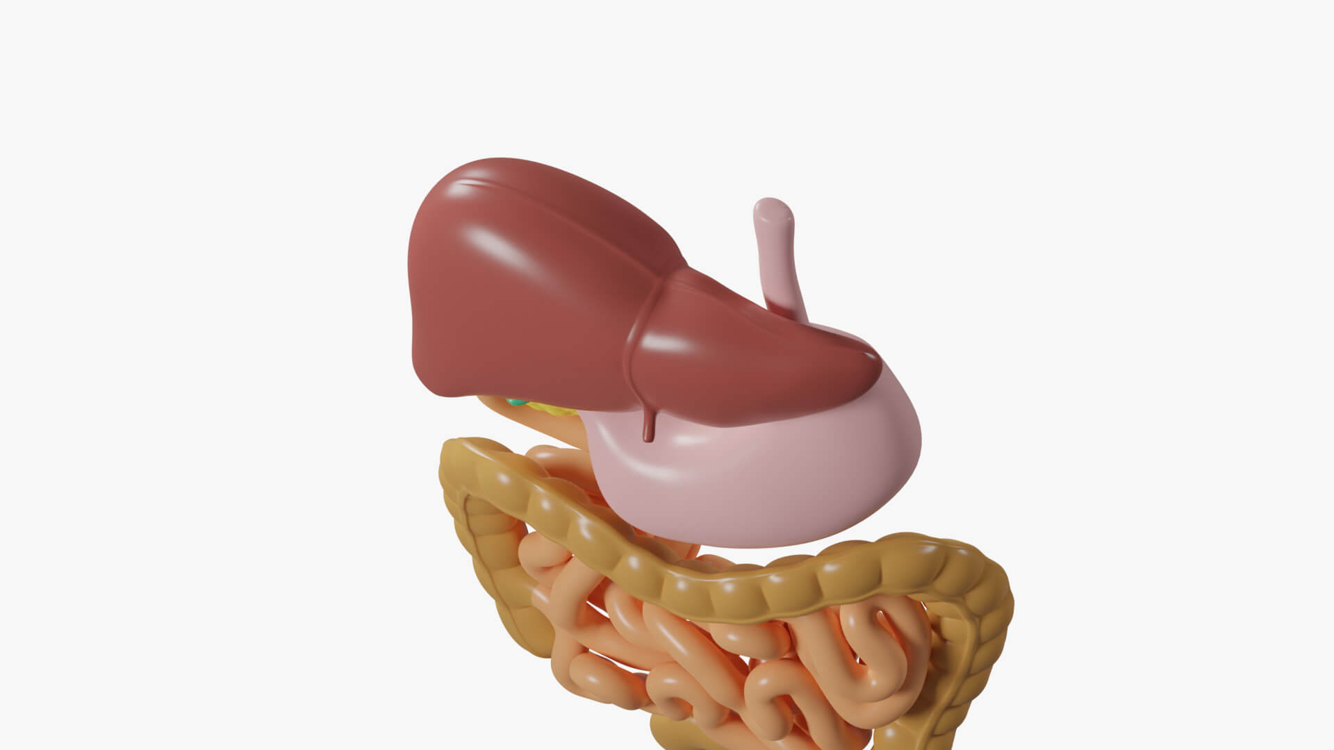 Human Small And Large Intestines Anatomy 3d Model Max Obj