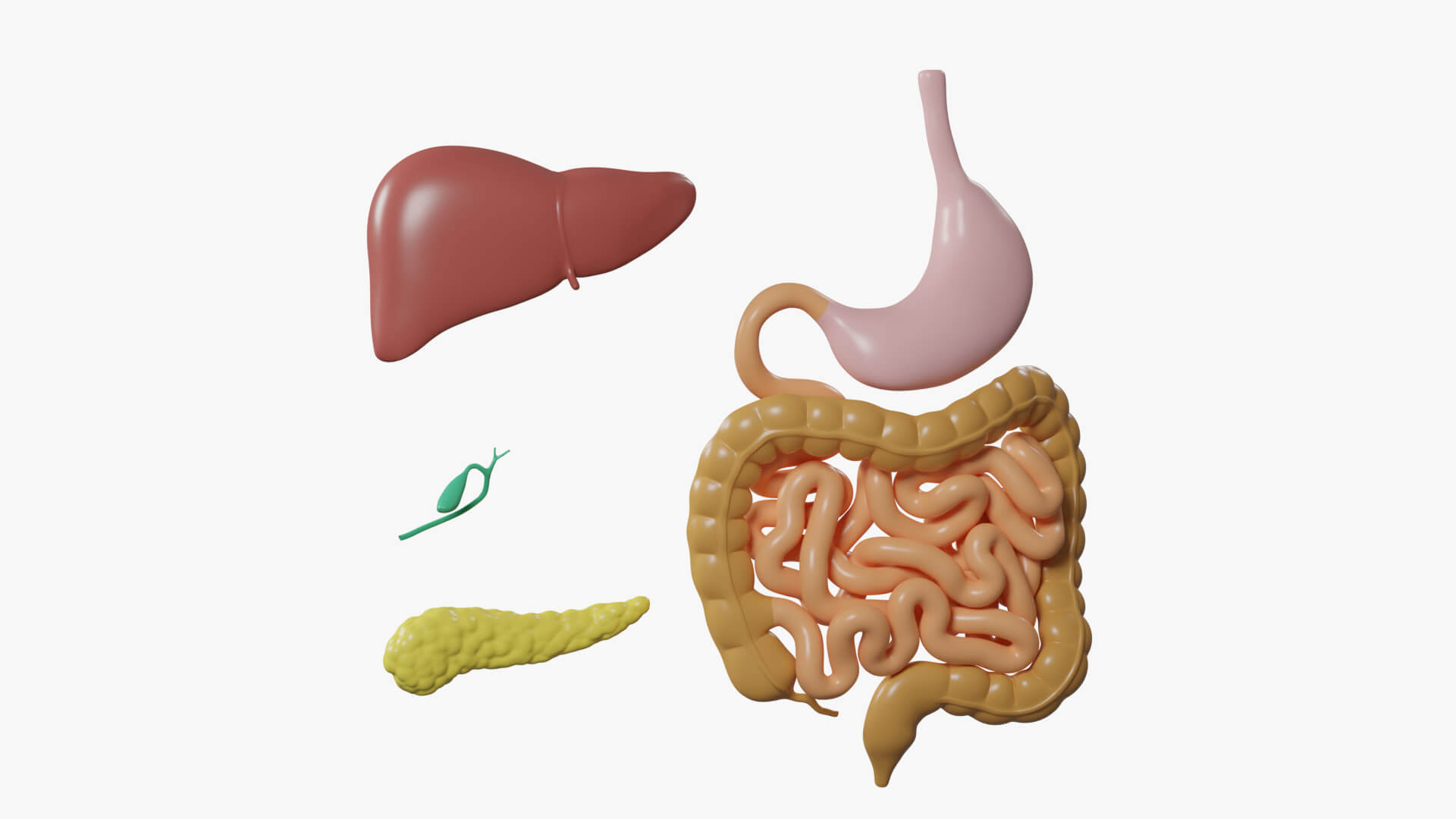 Human Digestive System Cartoon Color - 3D Model by esfey