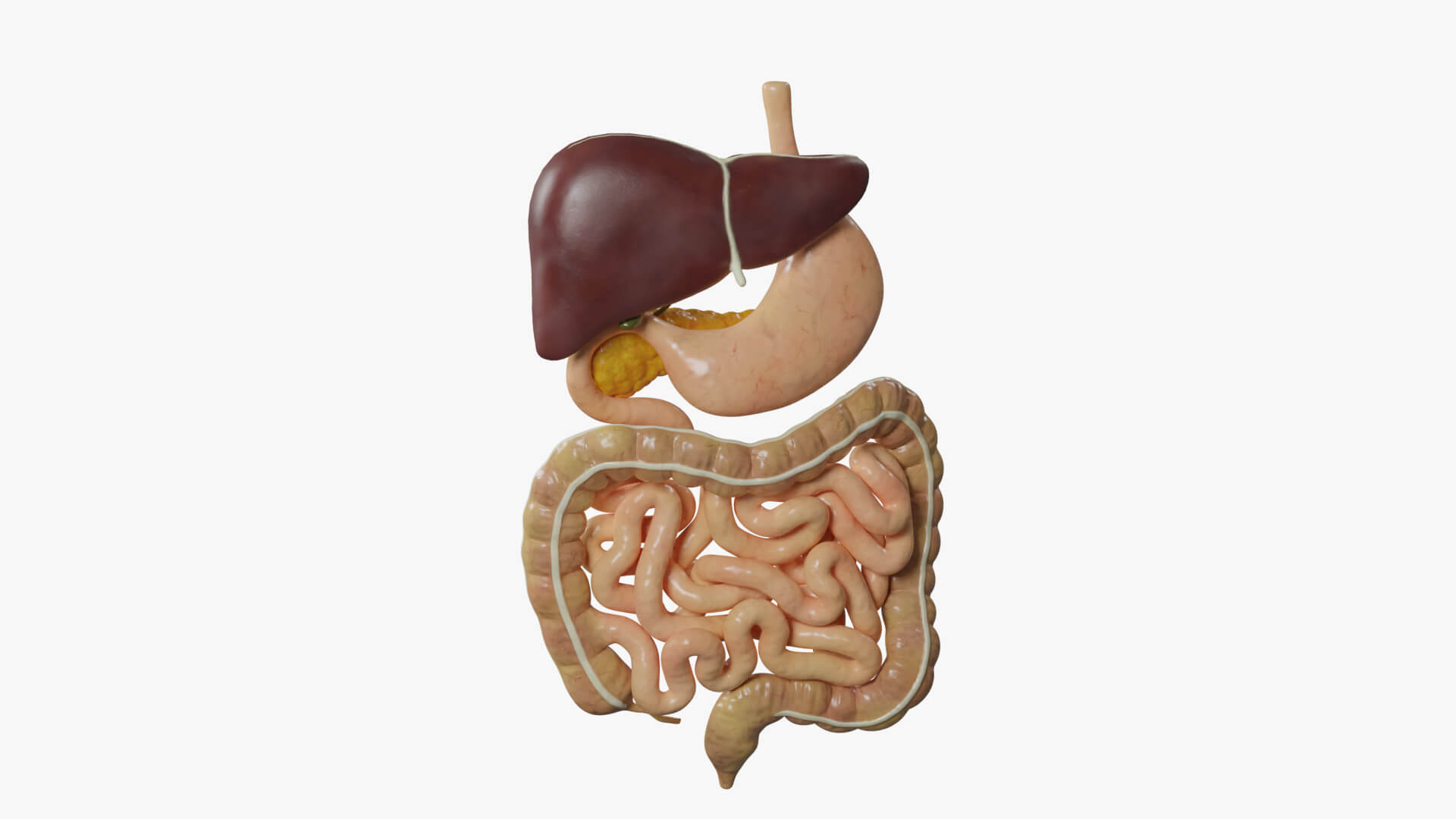 Human Digestive System - 3D Model by esfey