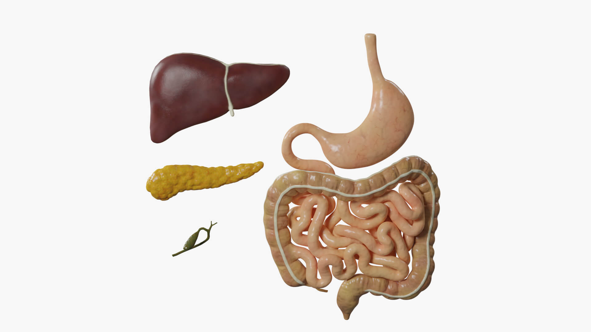 Human Digestive System - 3D Model by esfey