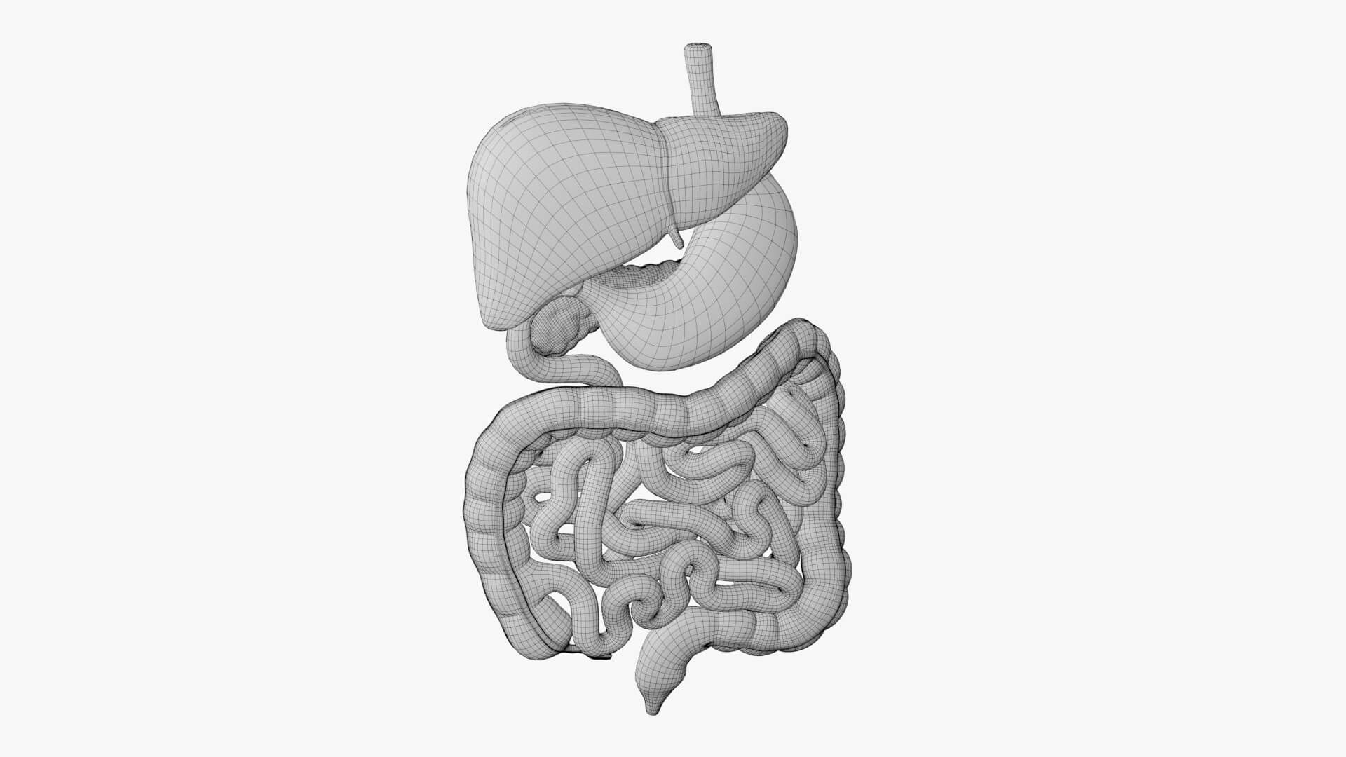 Human Digestive System - 3D Model by esfey