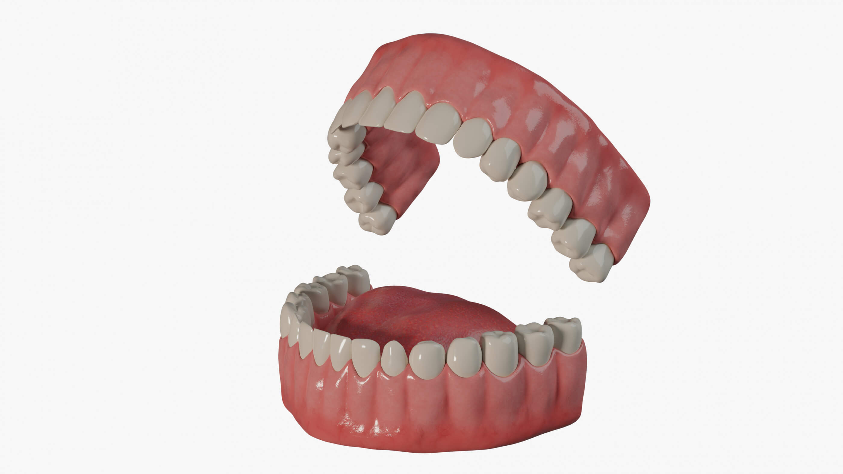 Human Gums With Teeth and Tongue - 3D Model by esfey