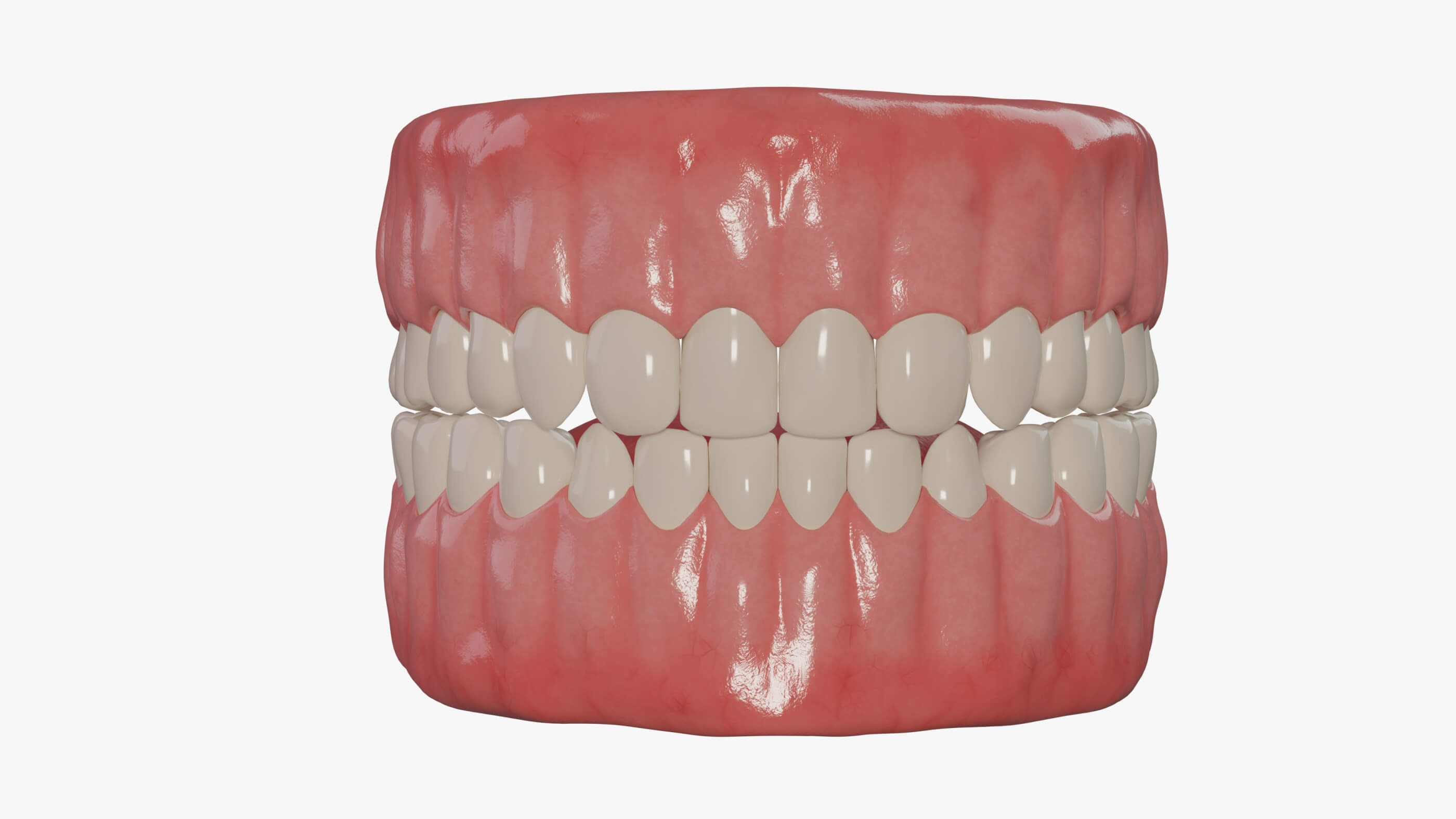 Human Gums With Teeth and Tongue - 3D Model by esfey