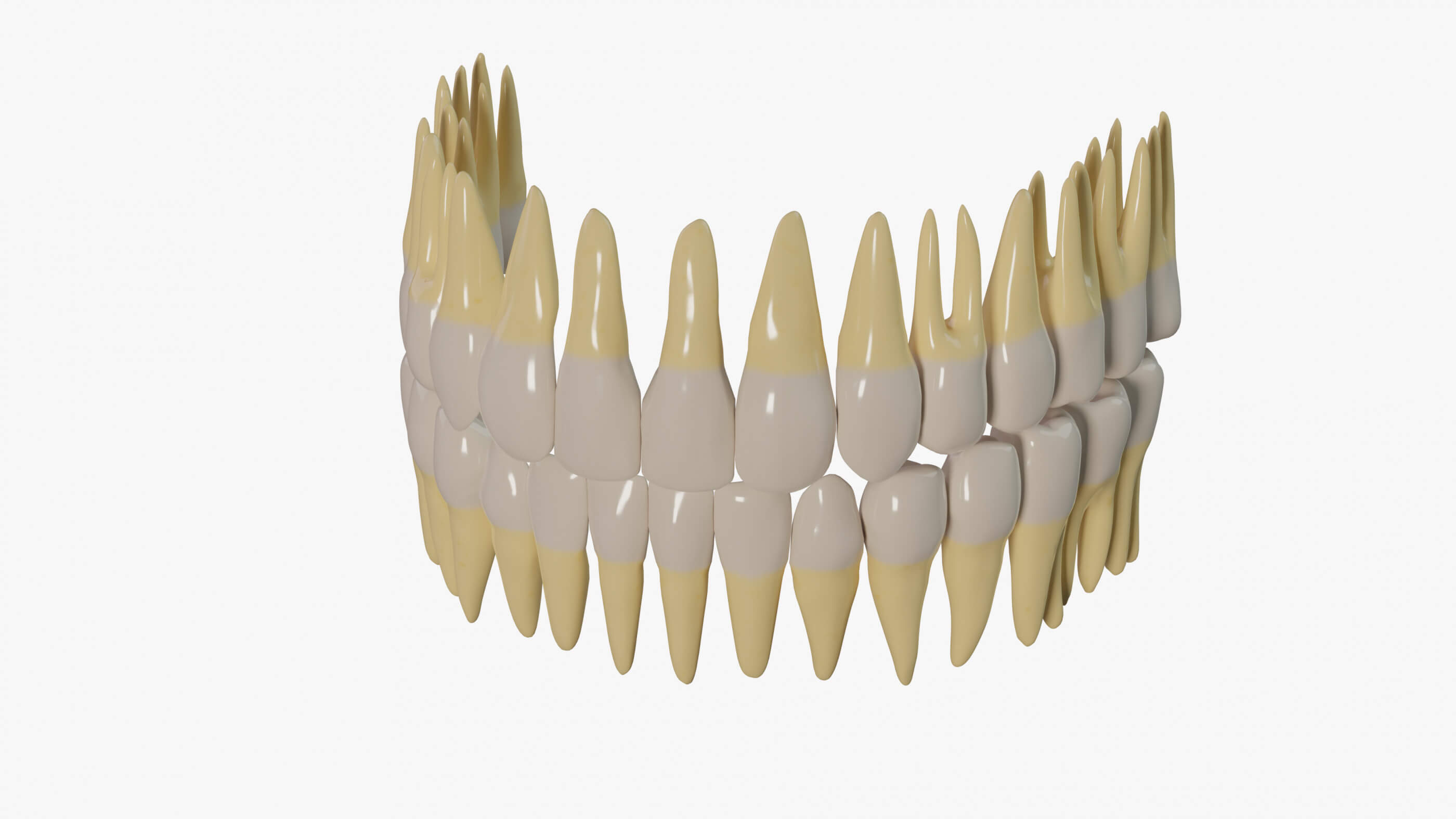 Human Gums With Teeth and Tongue - 3D Model by esfey