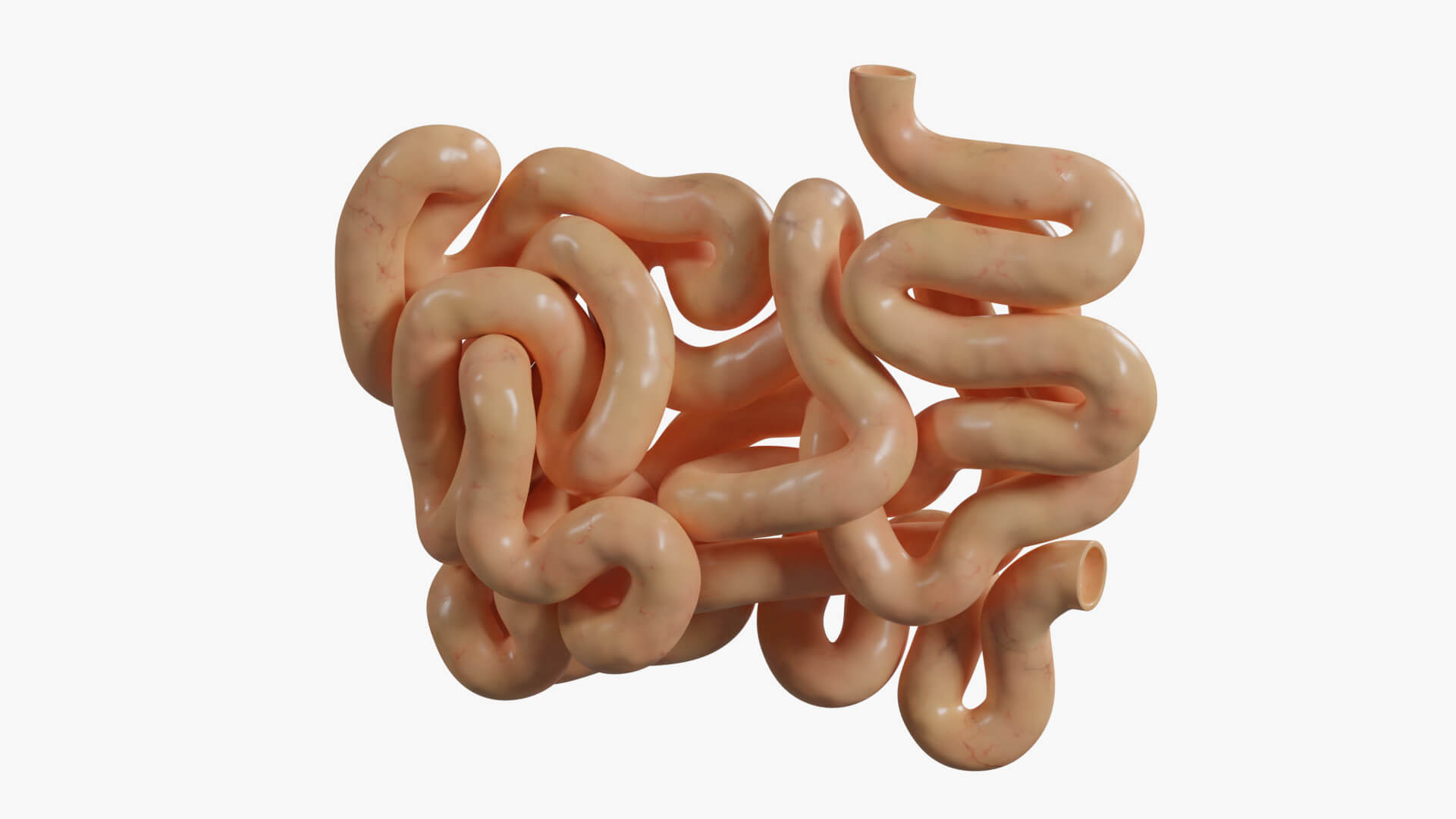 Human Small Intestine - 3D Model by esfey