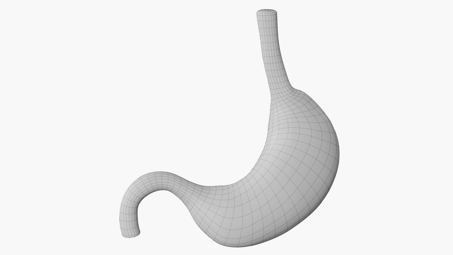 Human Stomach - 3D Model by esfey