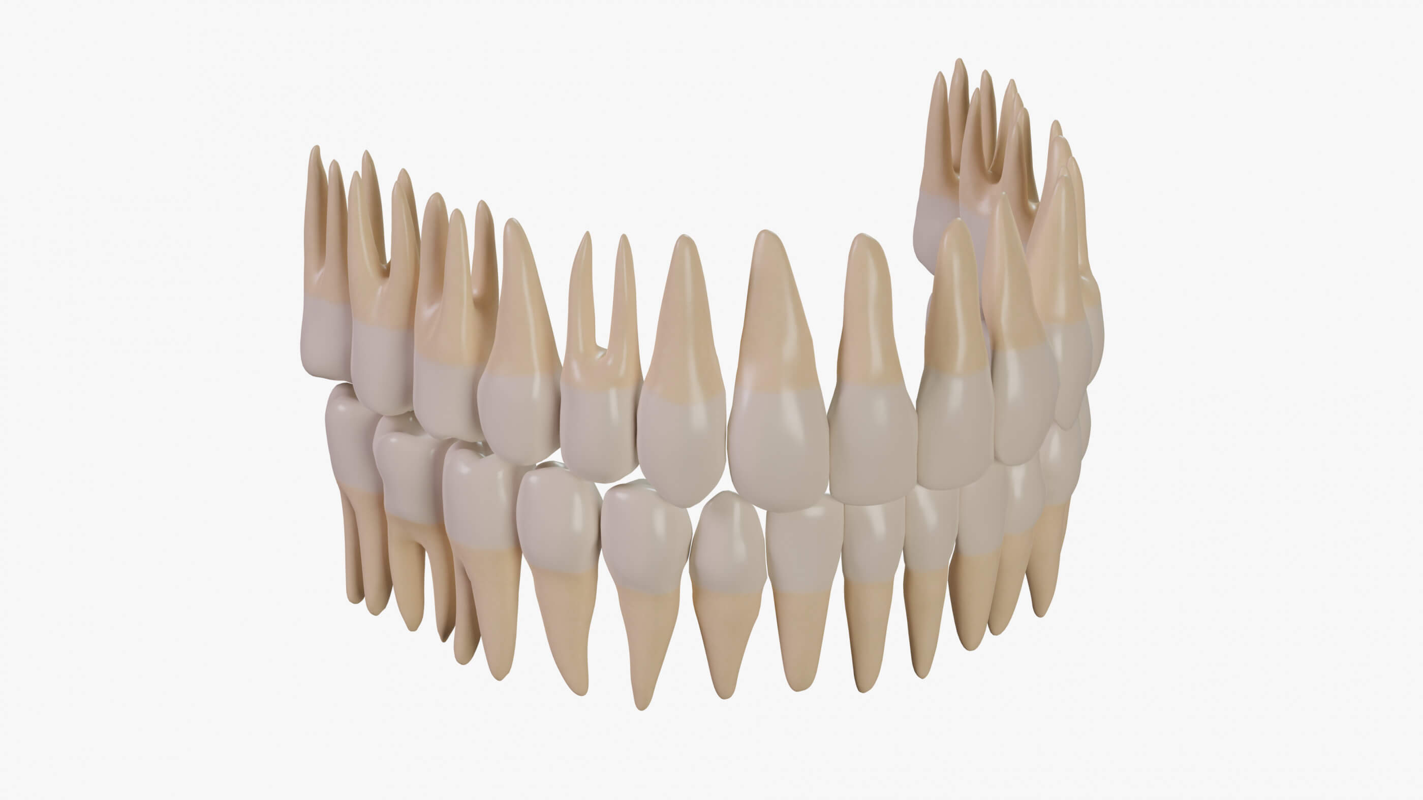 Human Adult Teeth - 3D Model by esfey