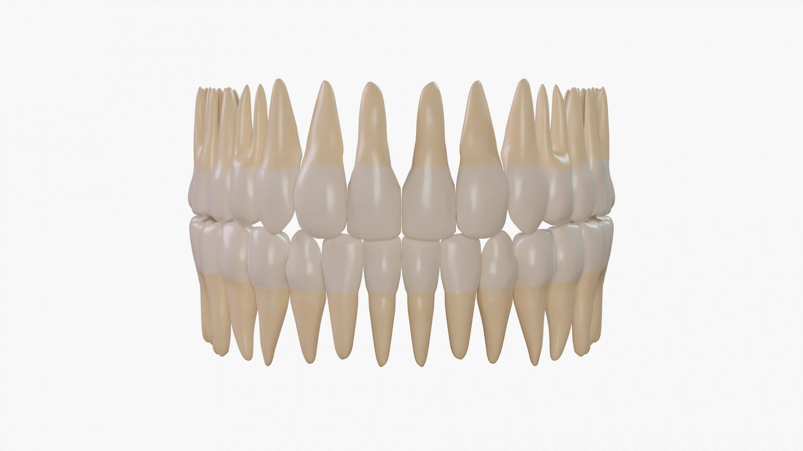 Tooth 3d Model Free Download