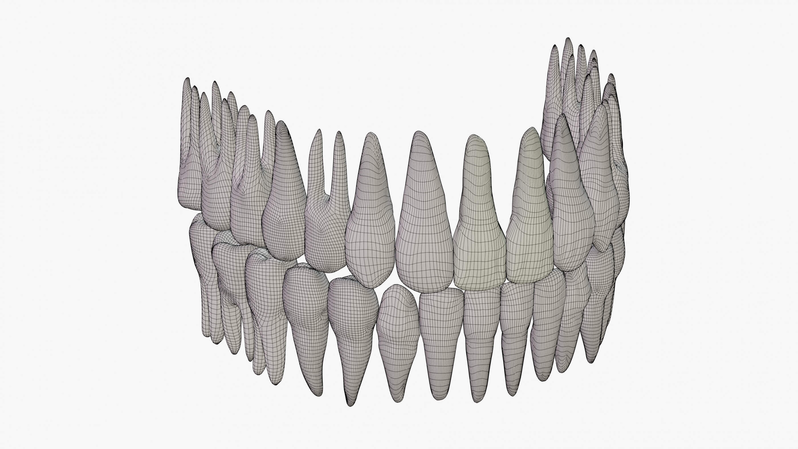 Human Adult Teeth - 3D Model by esfey