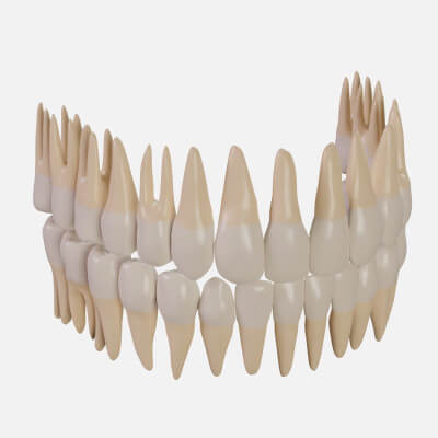 Human Adult Teeth - 3D Model by esfey