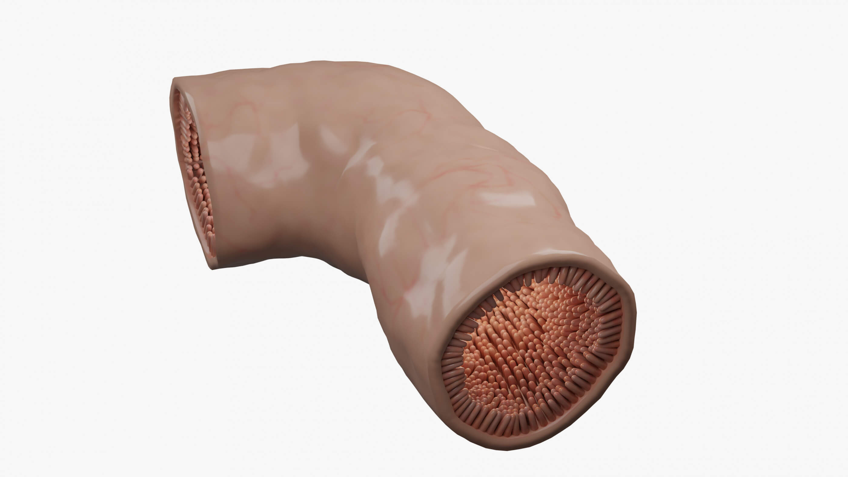 Intestinal Villi - 3D Model by esfey