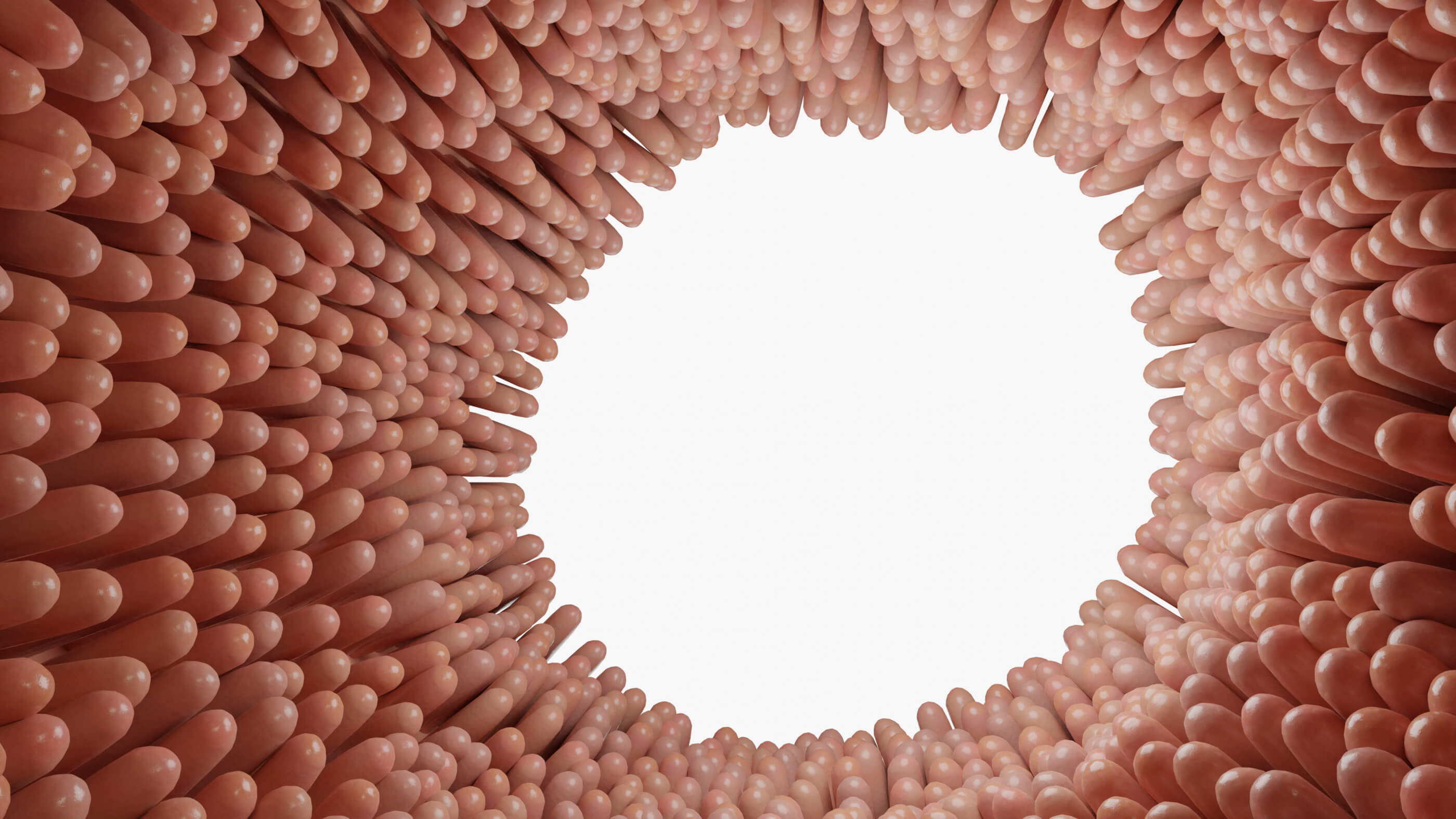 Intestinal Villi - 3D Model by esfey