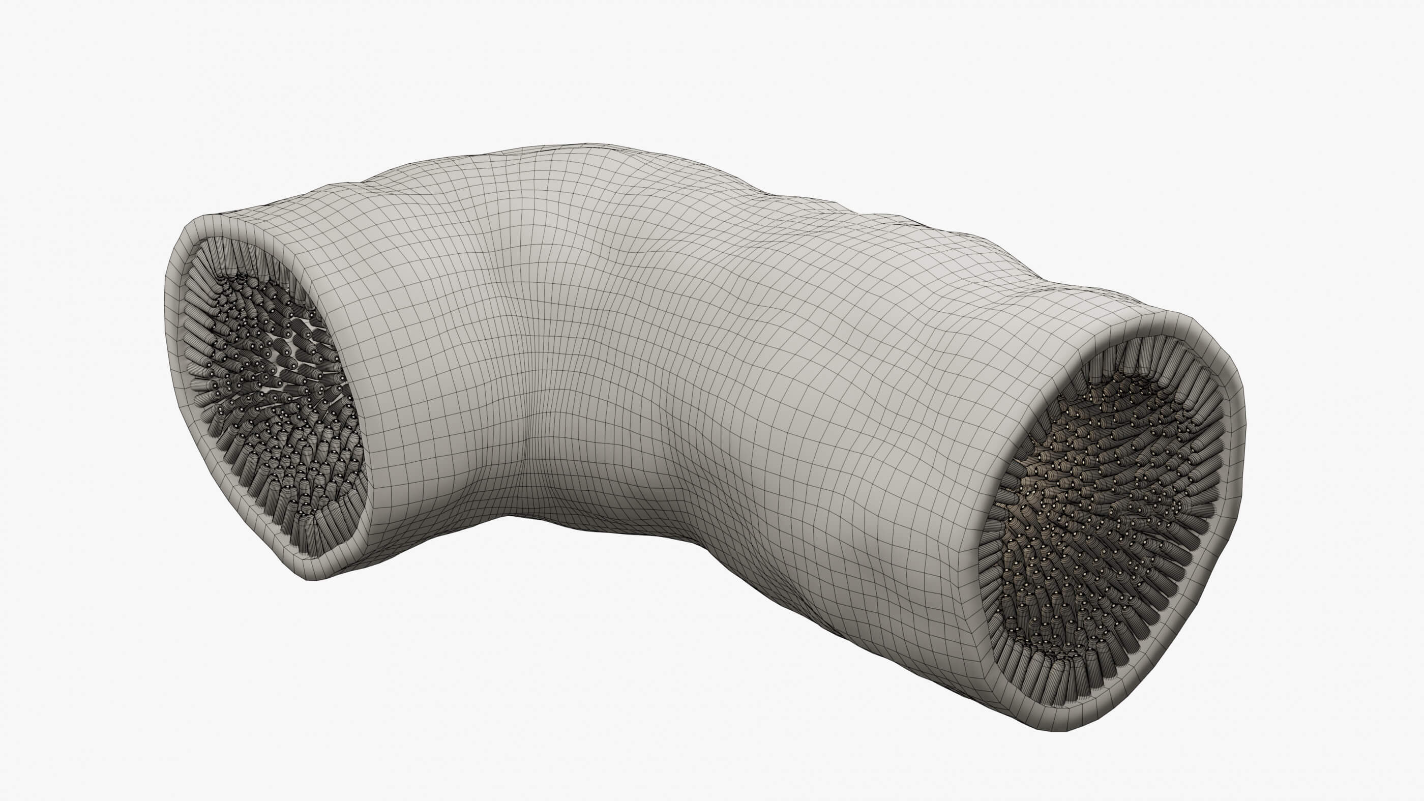 Intestinal Villi - 3D Model by esfey