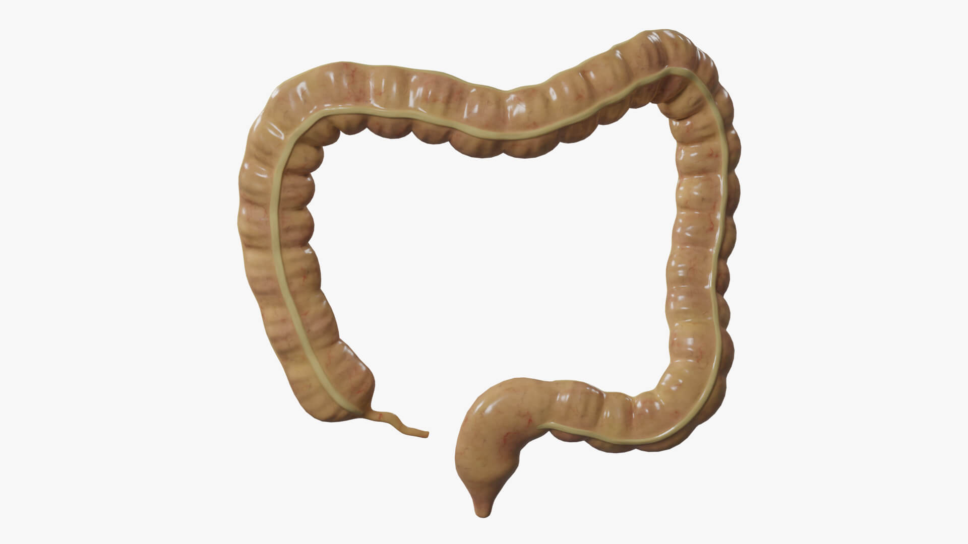 Human Large Intestines - 3D Model by esfey