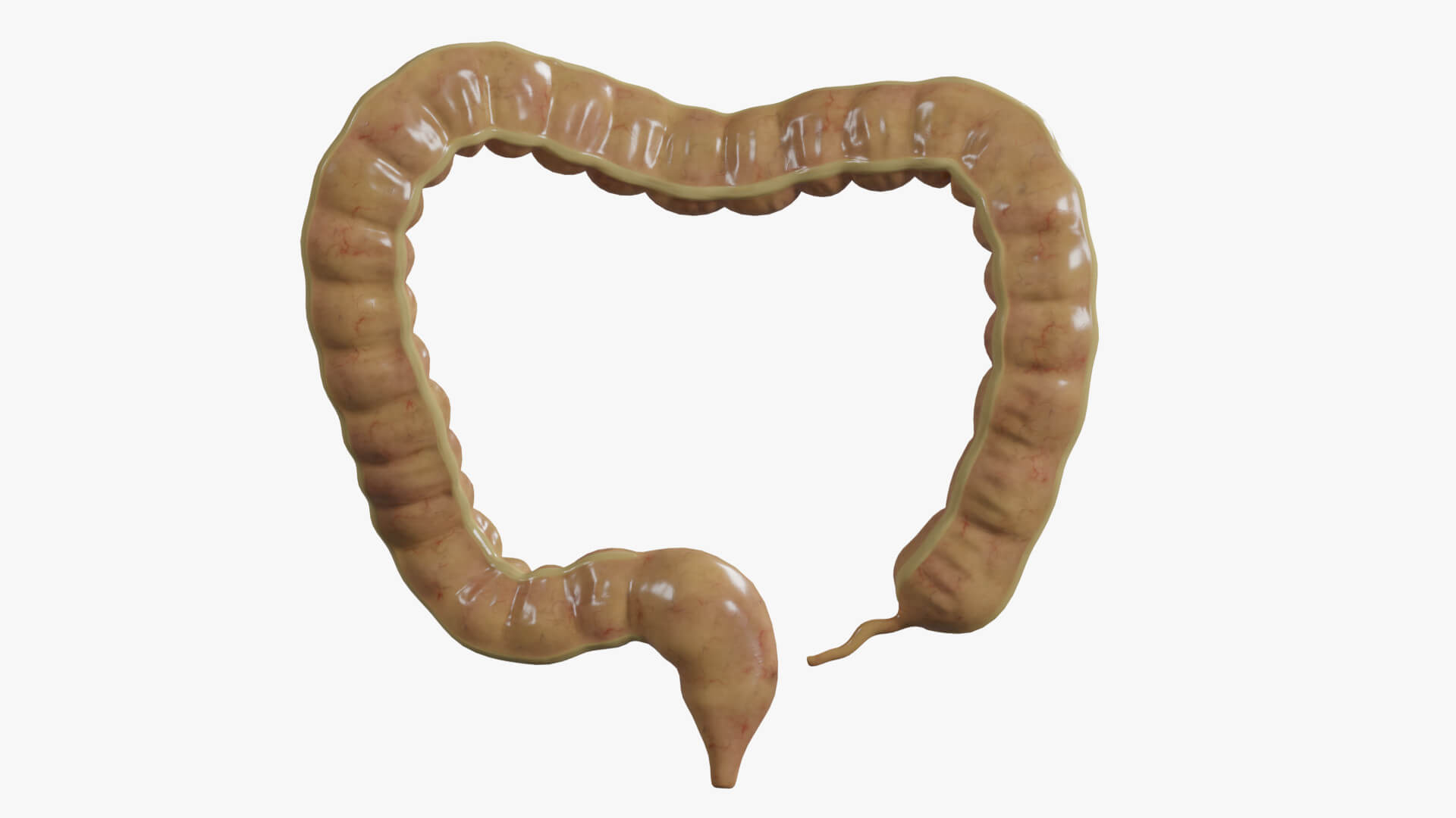 Human Large Intestines - 3D Model by esfey