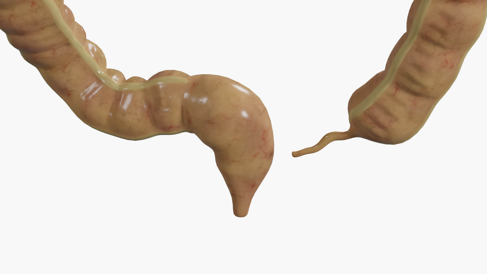 Human Large Intestines - 3D Model by esfey
