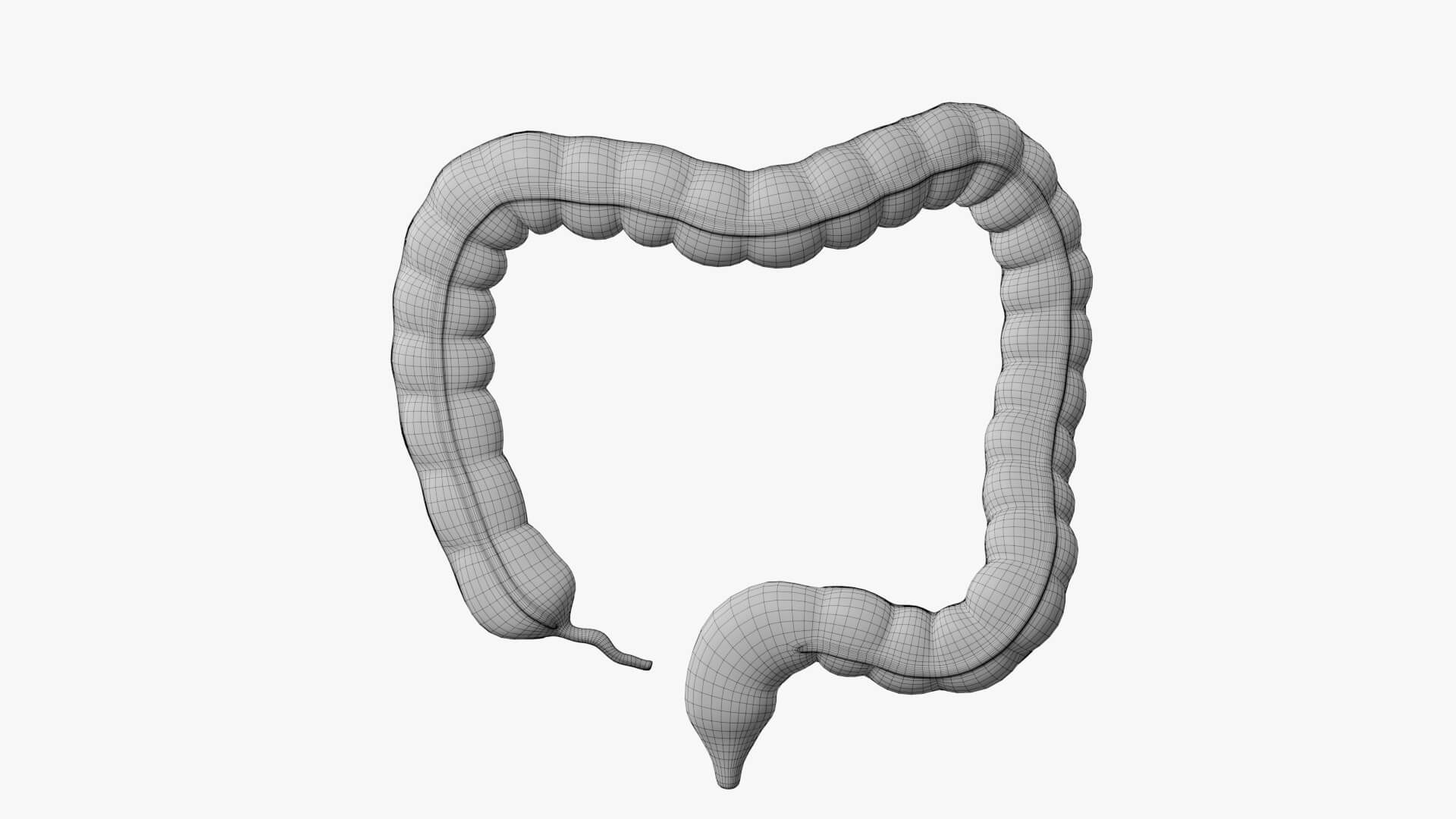 Human Large Intestines - 3D Model by esfey