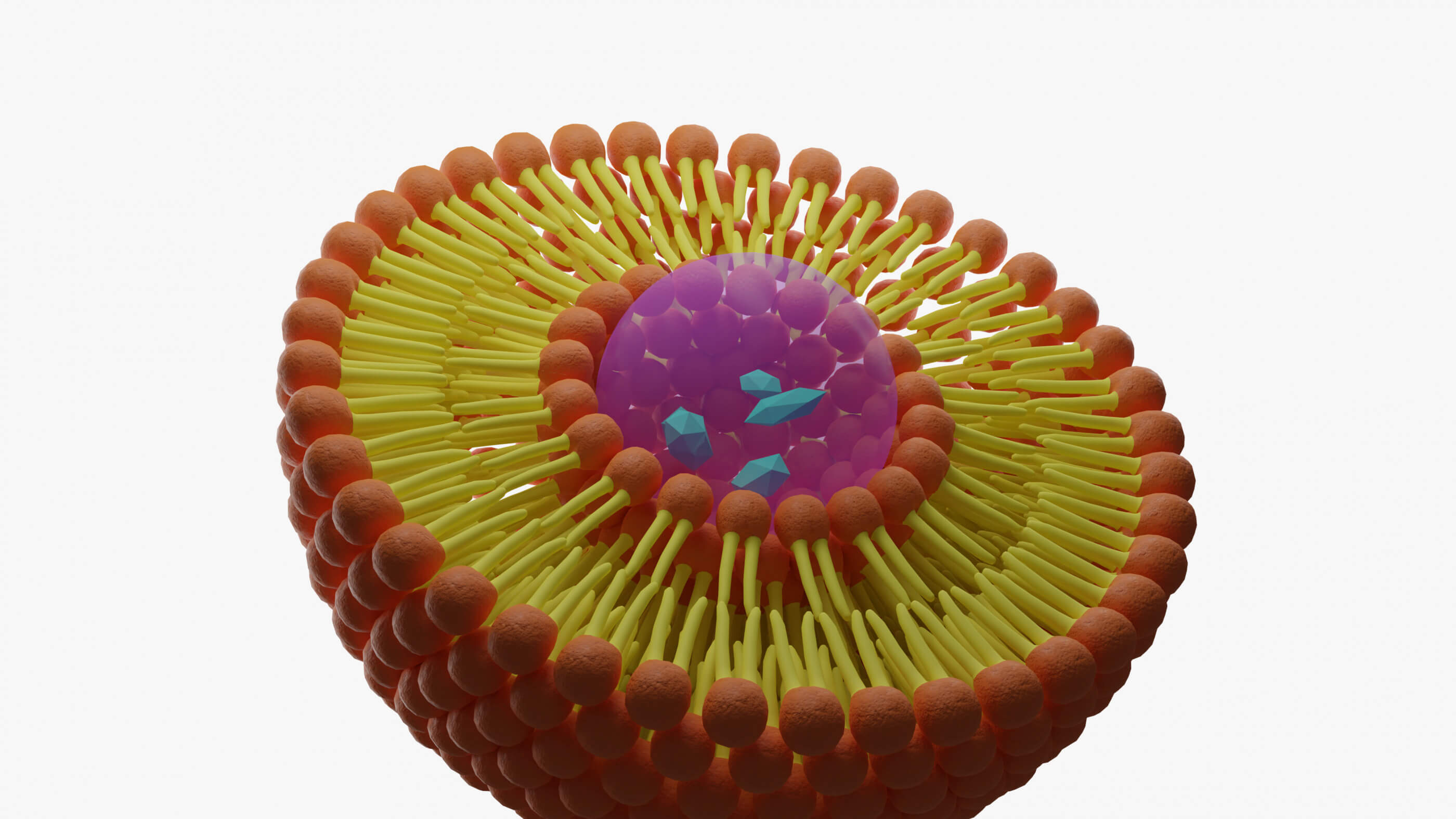 Liposome Vesicle - 3D Model by esfey