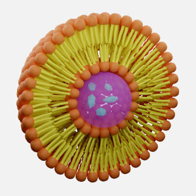 Liposome Vesicle - 3D Model by esfey
