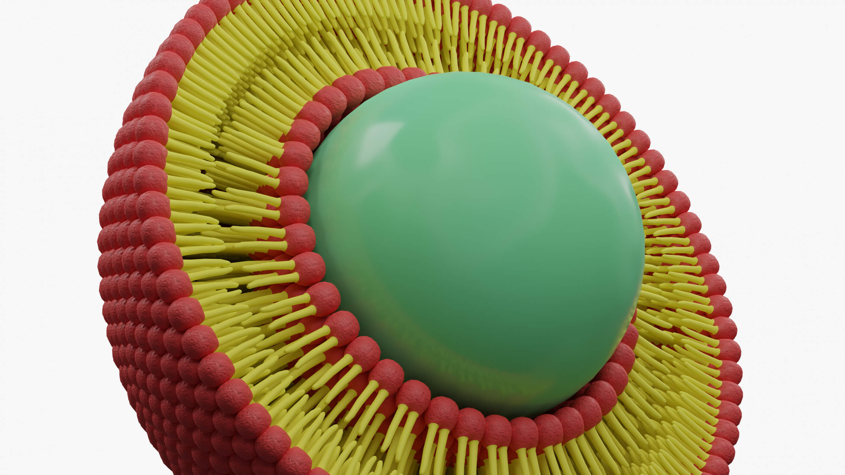 Liposome Vesicle - 3D Model by esfey