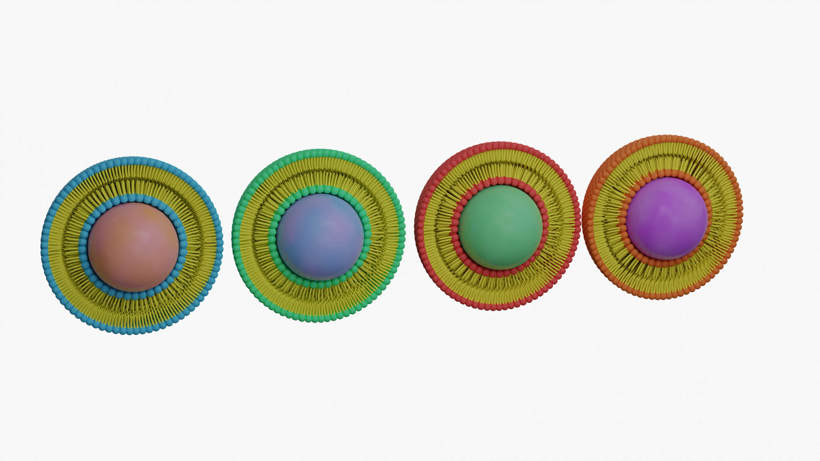 Liposome Vesicle - 3D Model by esfey