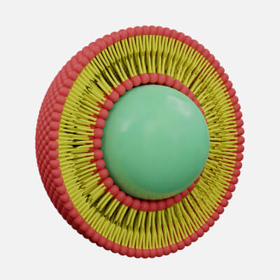 Liposome Vesicle - 3D Model by esfey