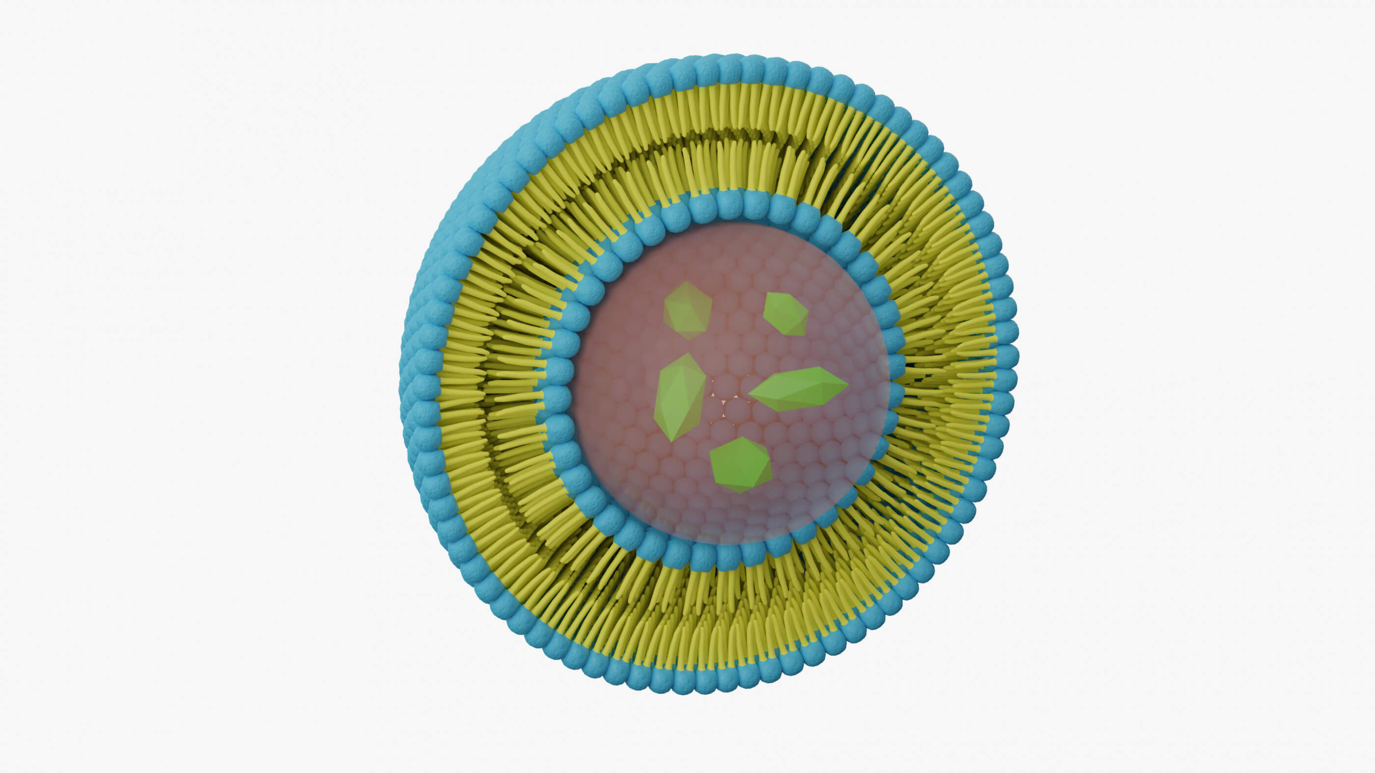 Liposome Vesicle - 3D Model by esfey