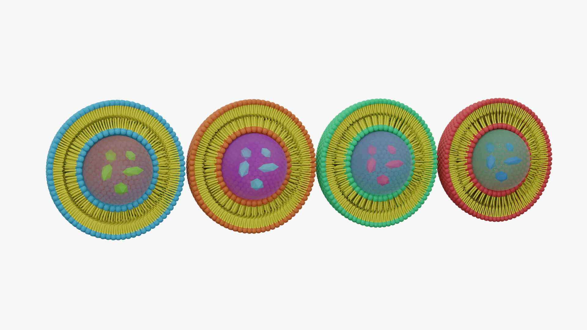 Liposome Vesicle - 3D Model by esfey