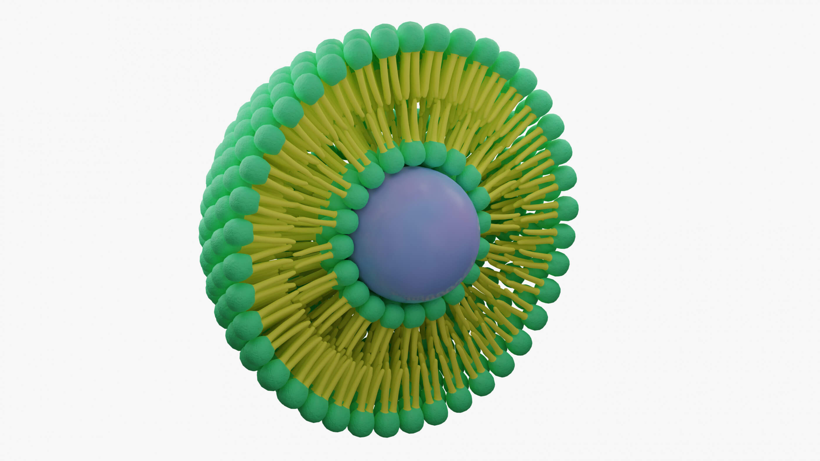 Liposome Vesicle - 3D Model by esfey