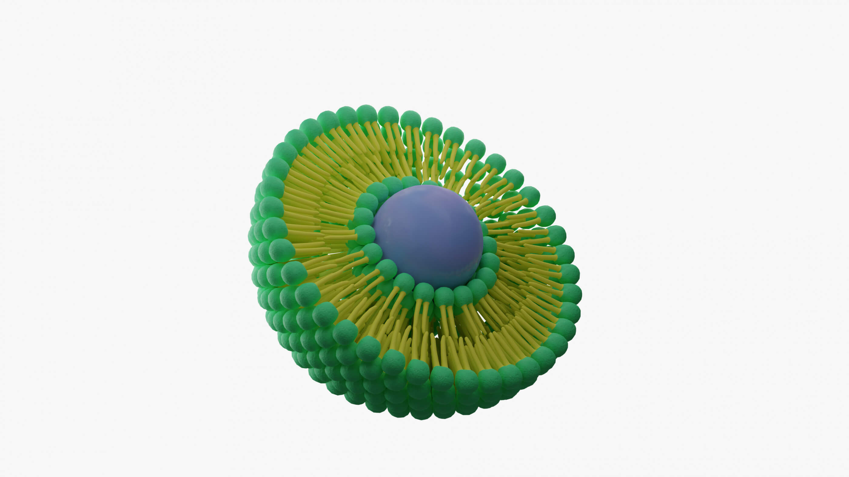 Liposome Vesicle - 3D Model by esfey