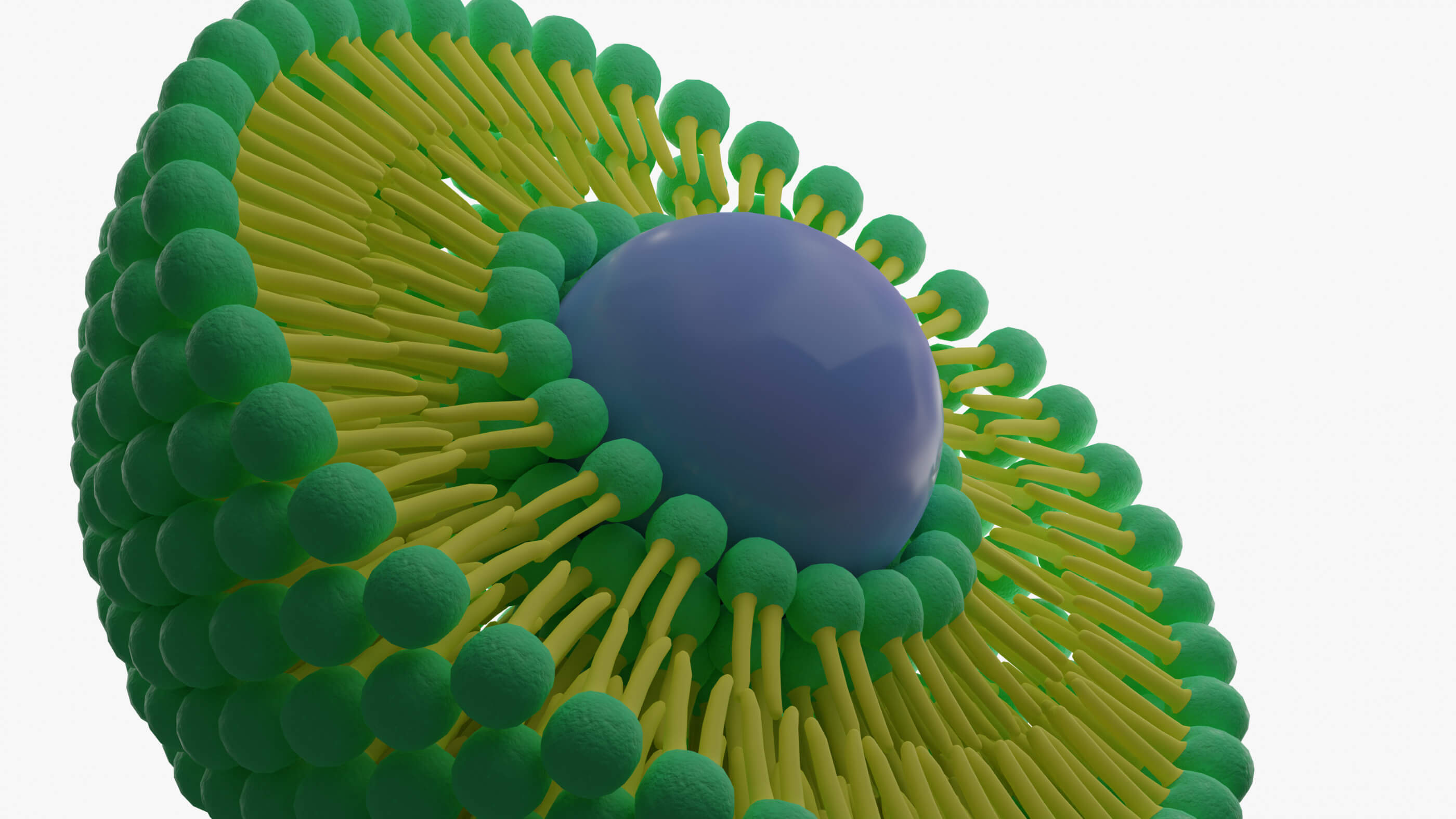 Liposome Vesicle - 3D Model by esfey