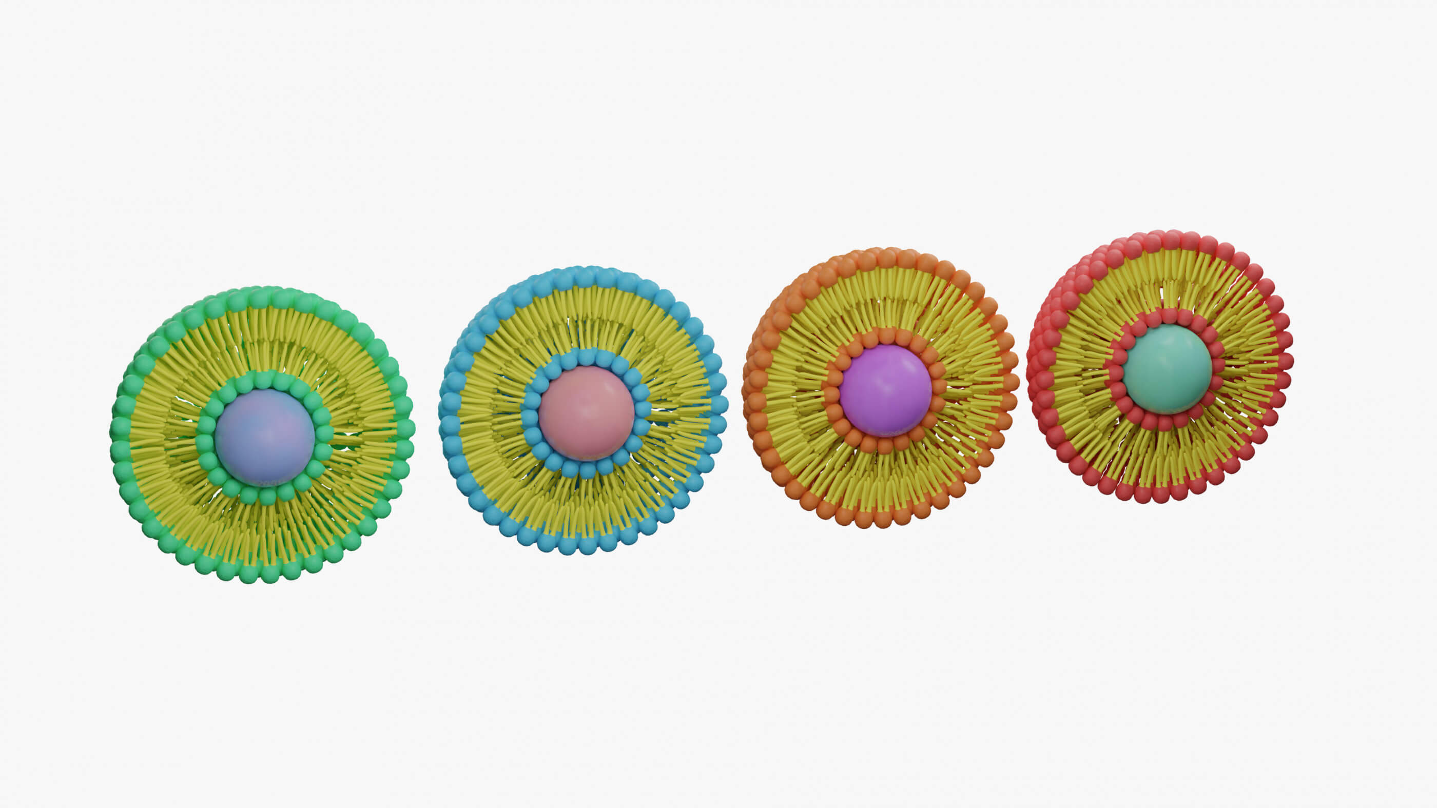 Liposome Vesicle - 3D Model by esfey