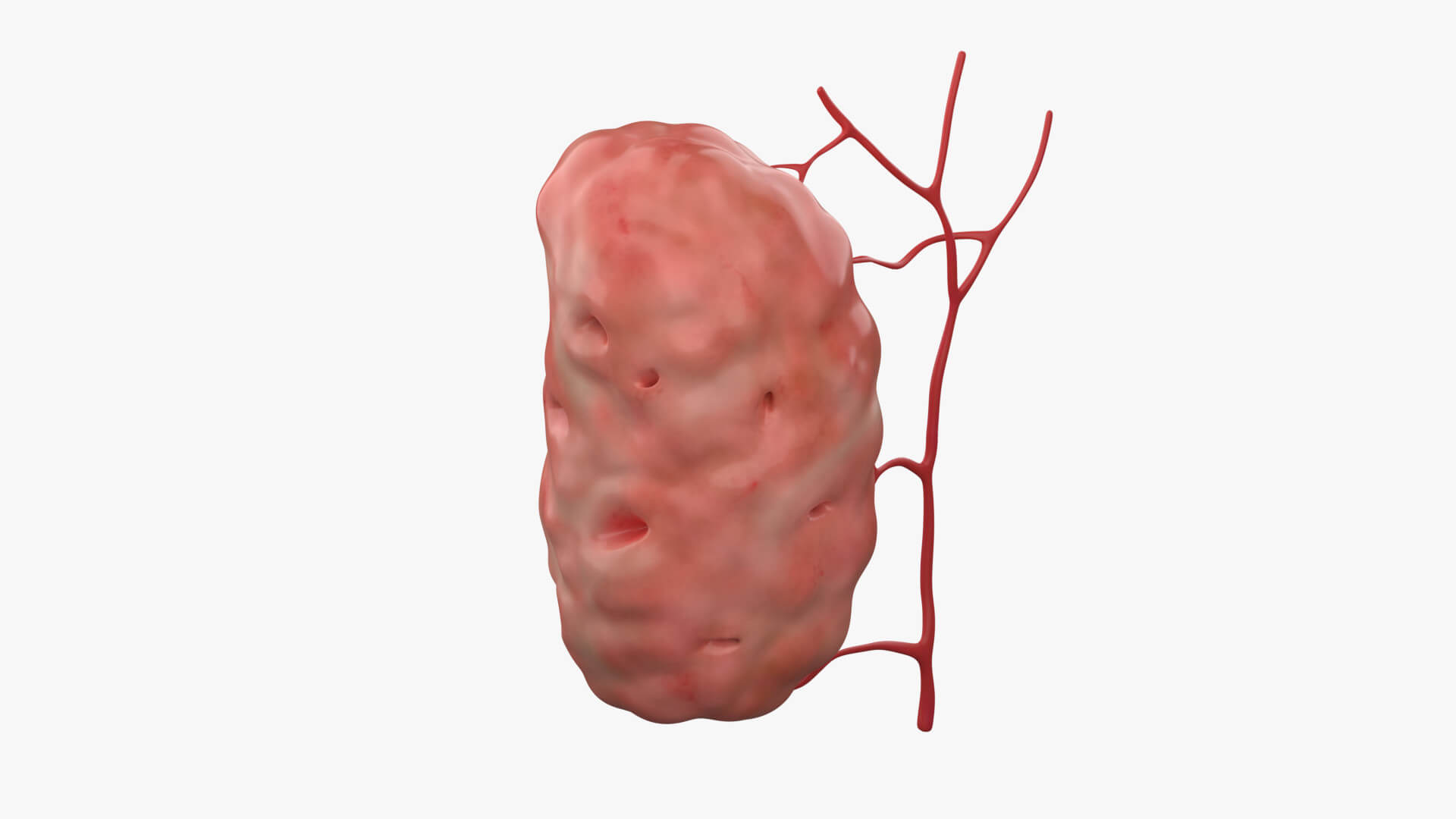 Palatine Tonsil - 3D Model by esfey