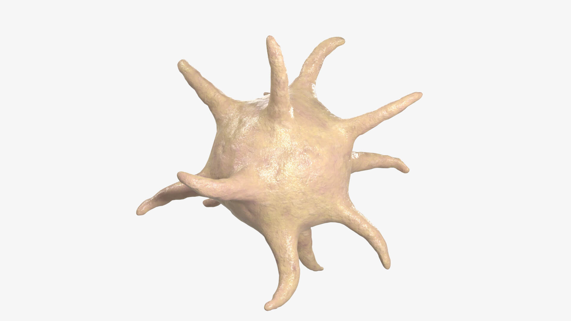 Platelet Thrombocyte - 3D Model by esfey