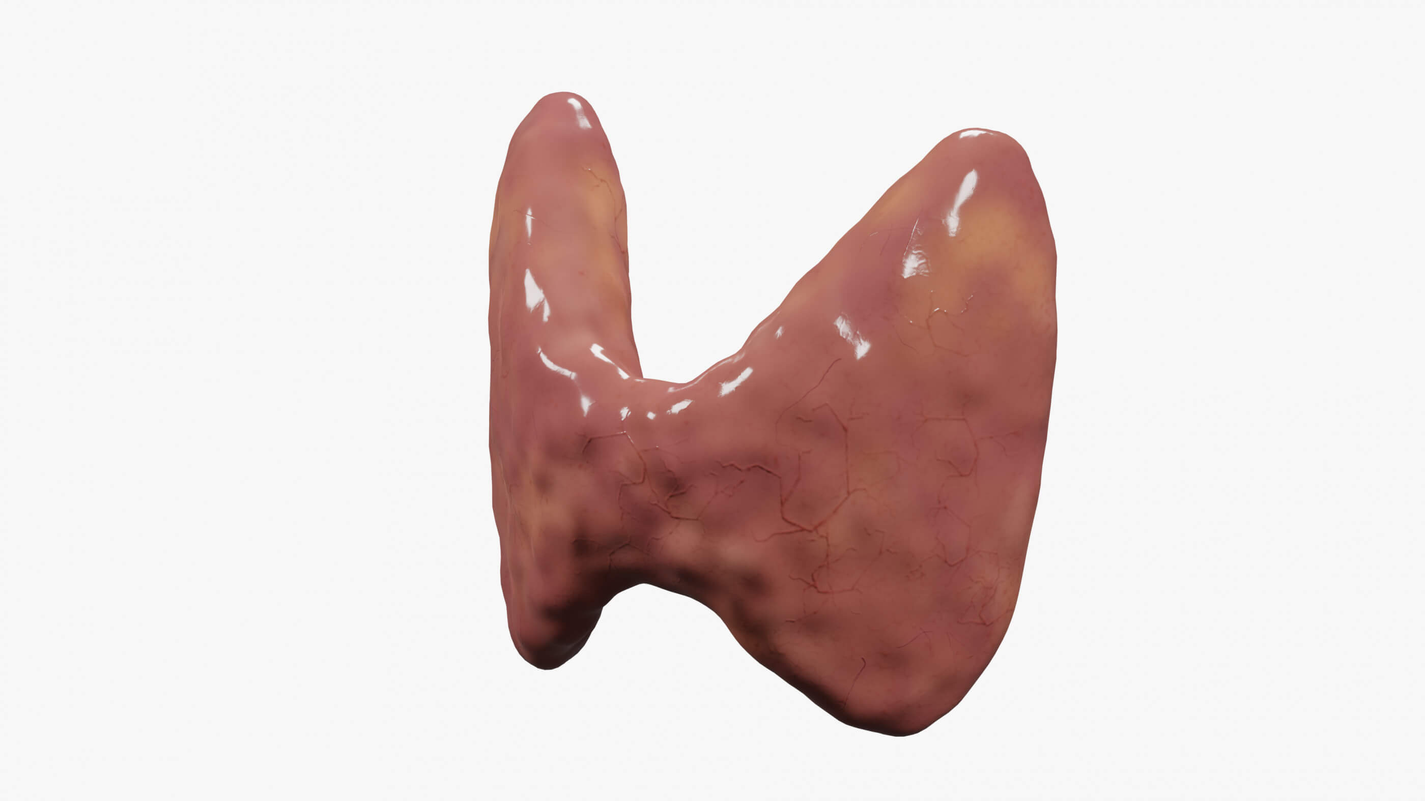 Thyroid Gland - 3D Model by esfey