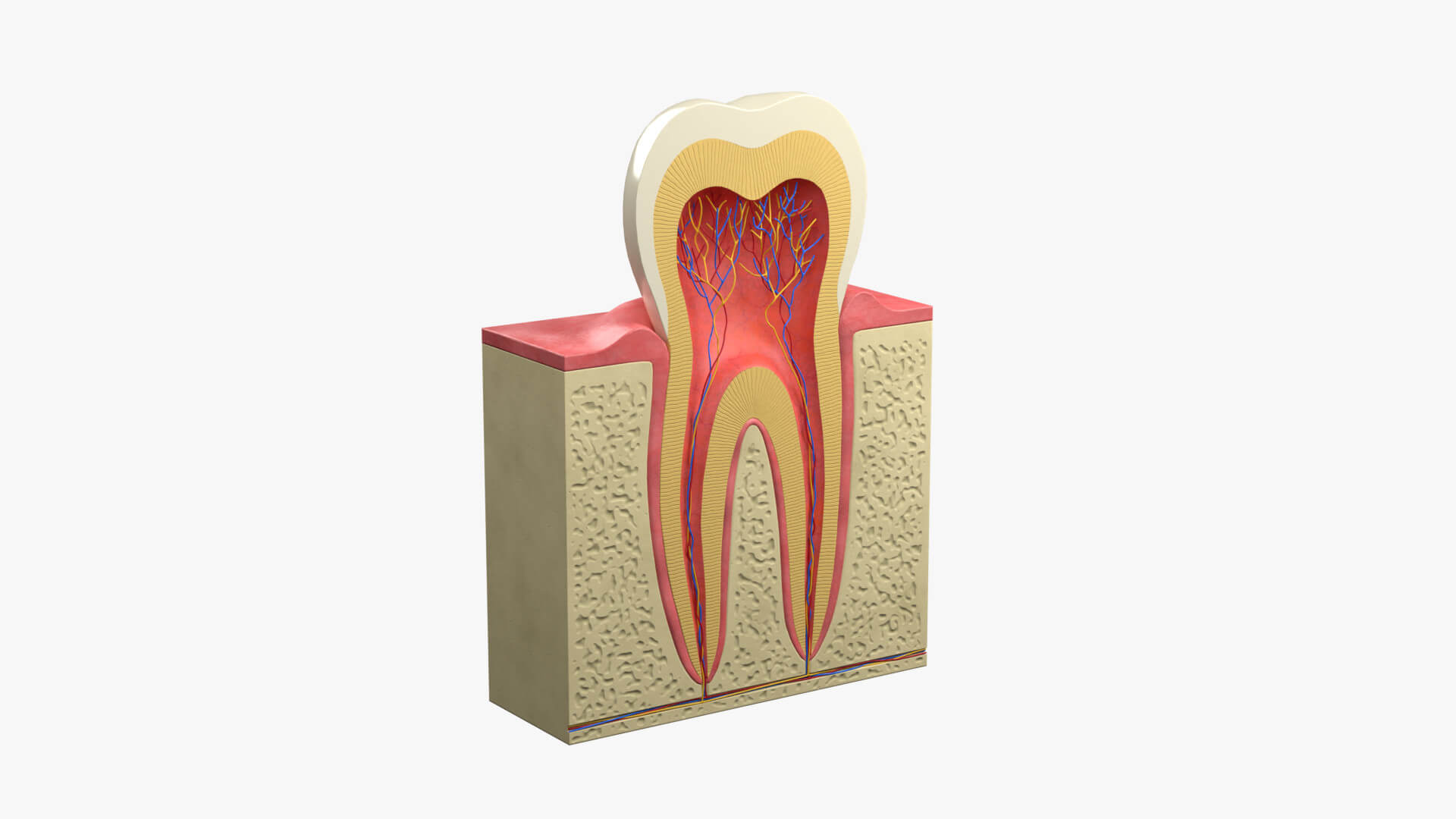 Tooth Molar Anatomy - 3D Model by esfey