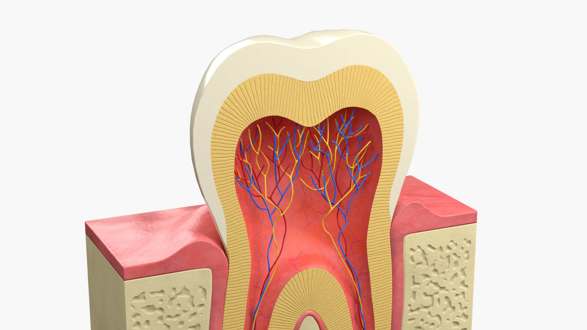 Tooth Molar Anatomy - 3D Model by esfey