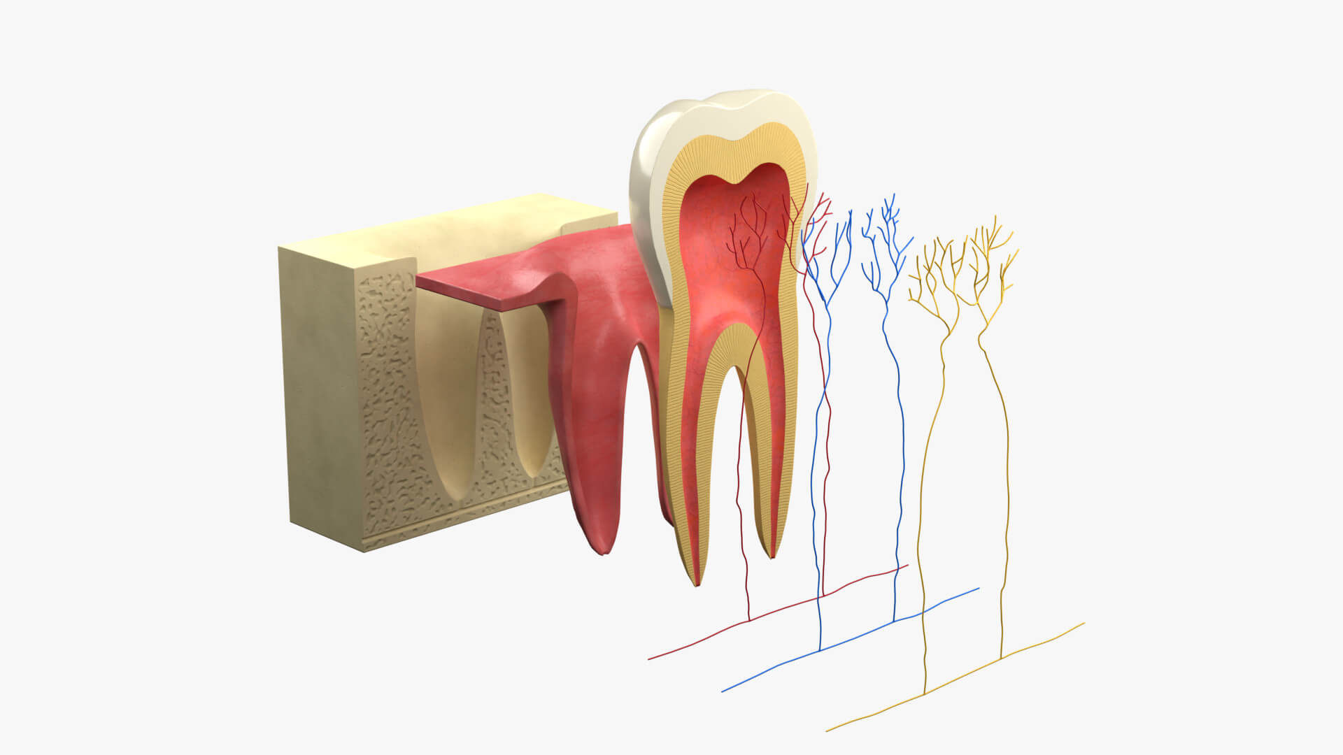 Tooth Molar Anatomy - 3D Model by esfey